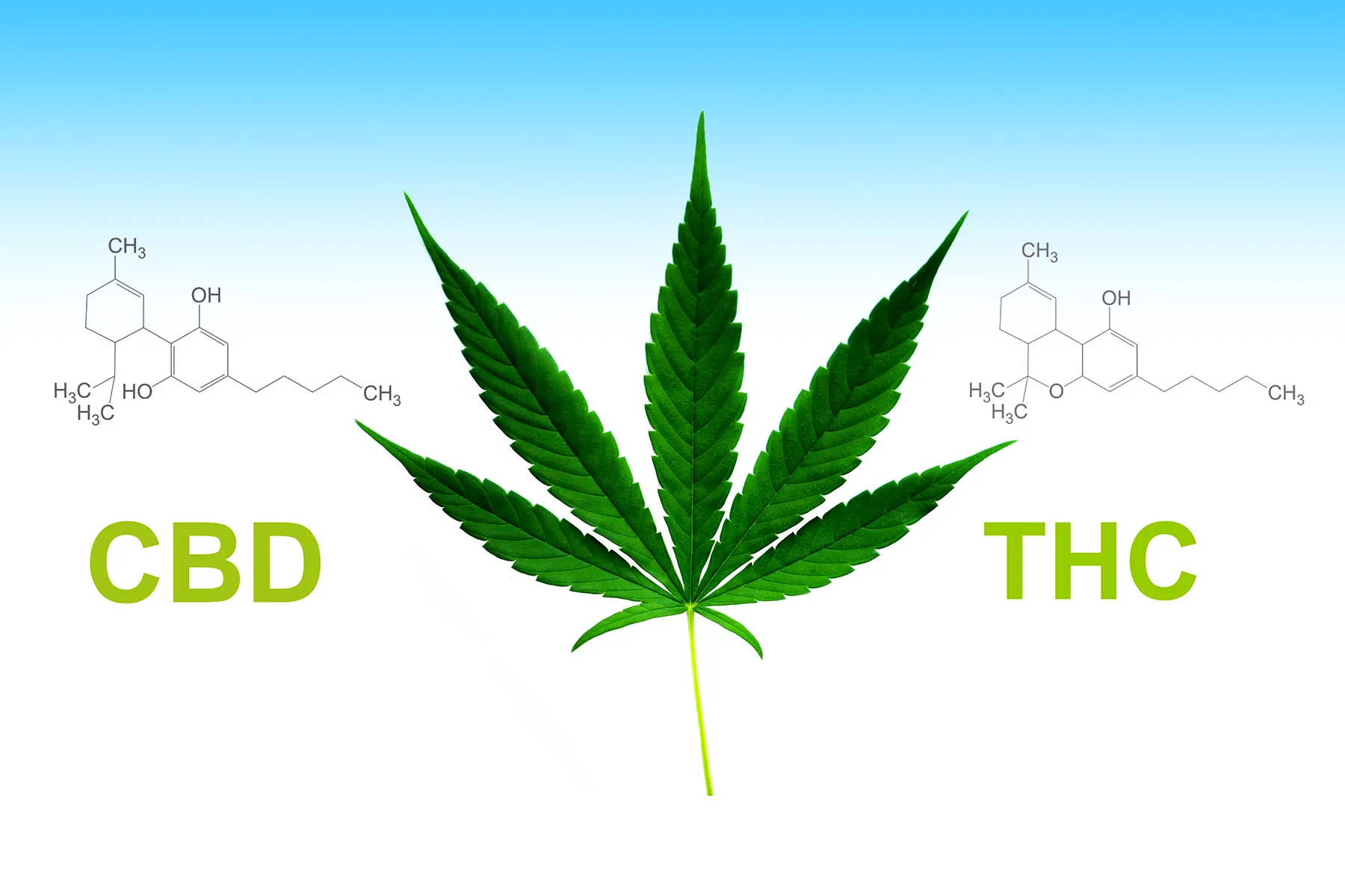 Diferencias Entre El CBD Vs THC