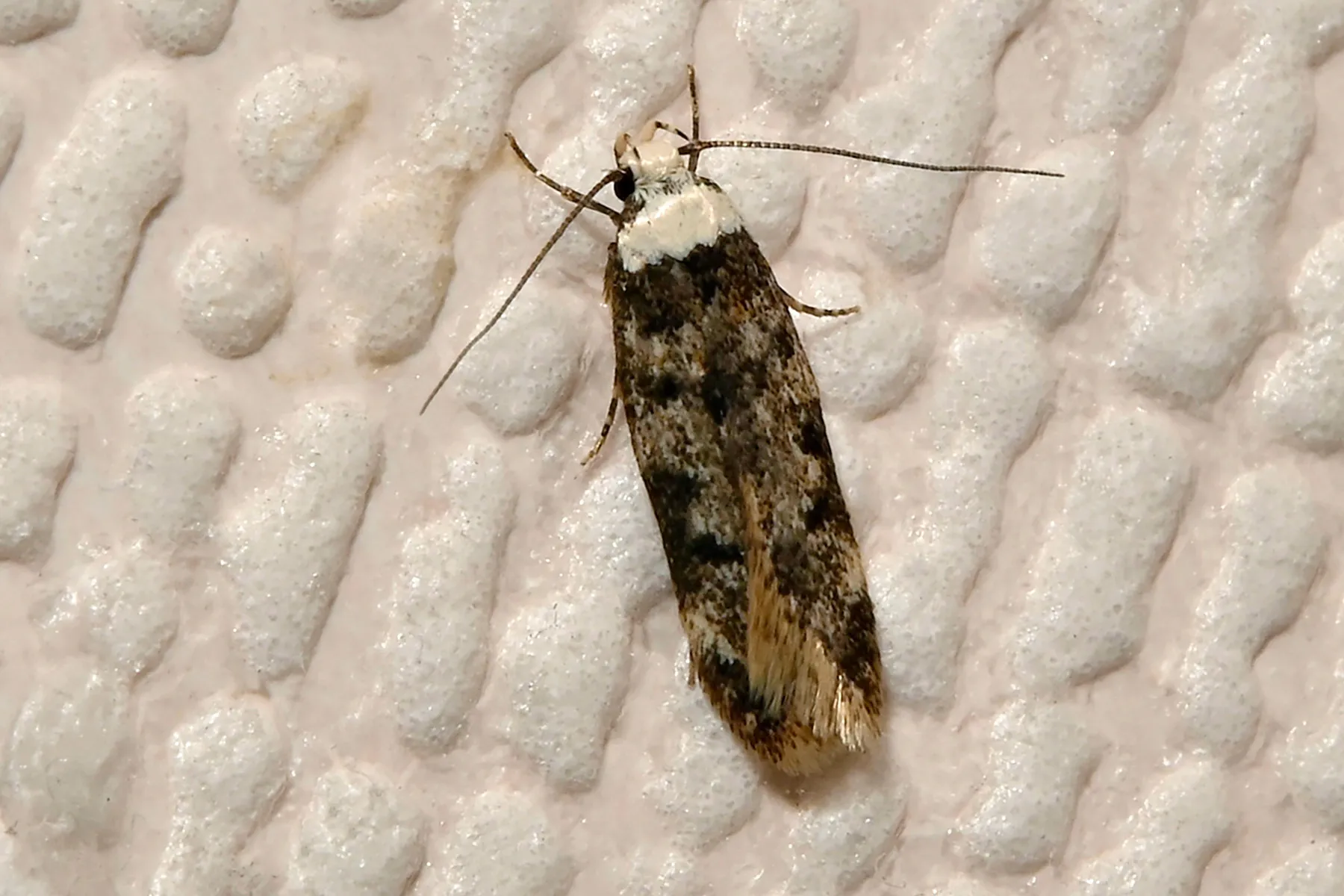 Moths: What They Are, Health Risks, Getting Rid of Them, and More