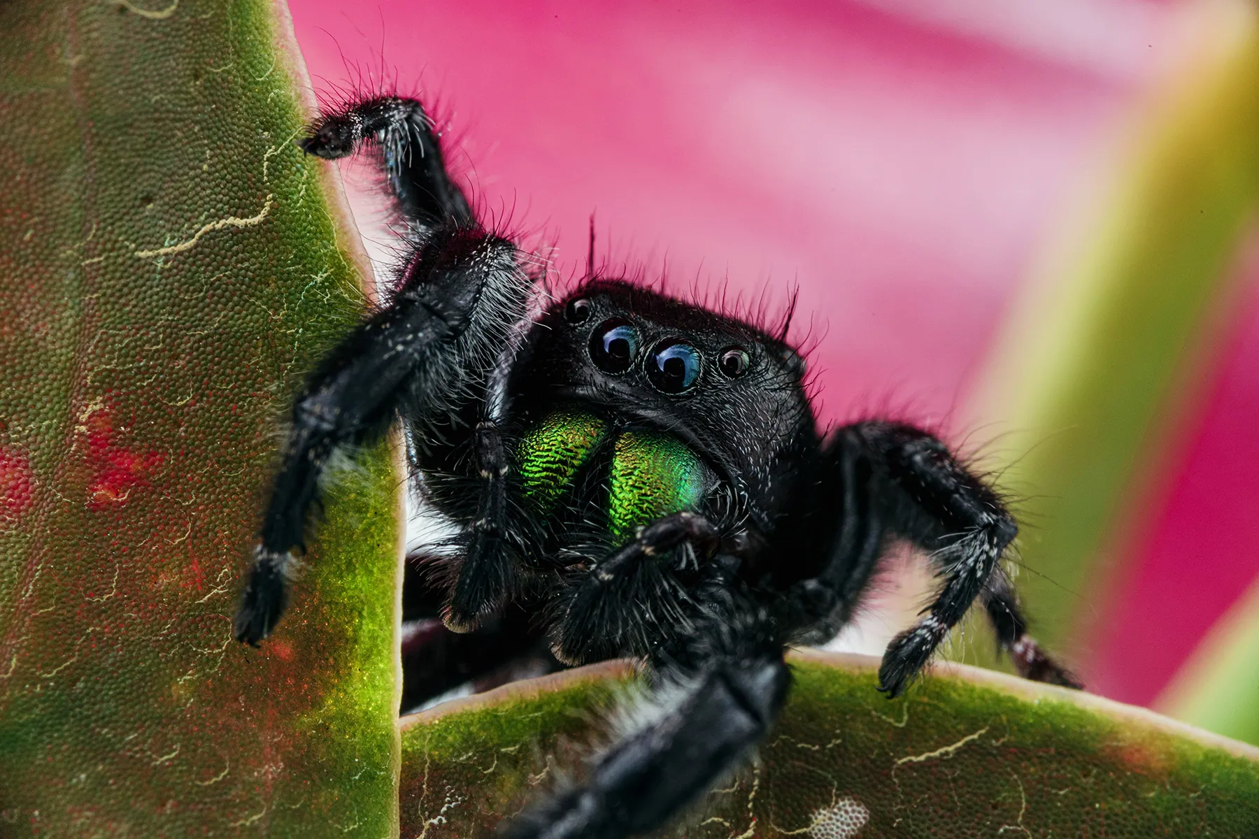 Jumping Spiders: Facts & Safety