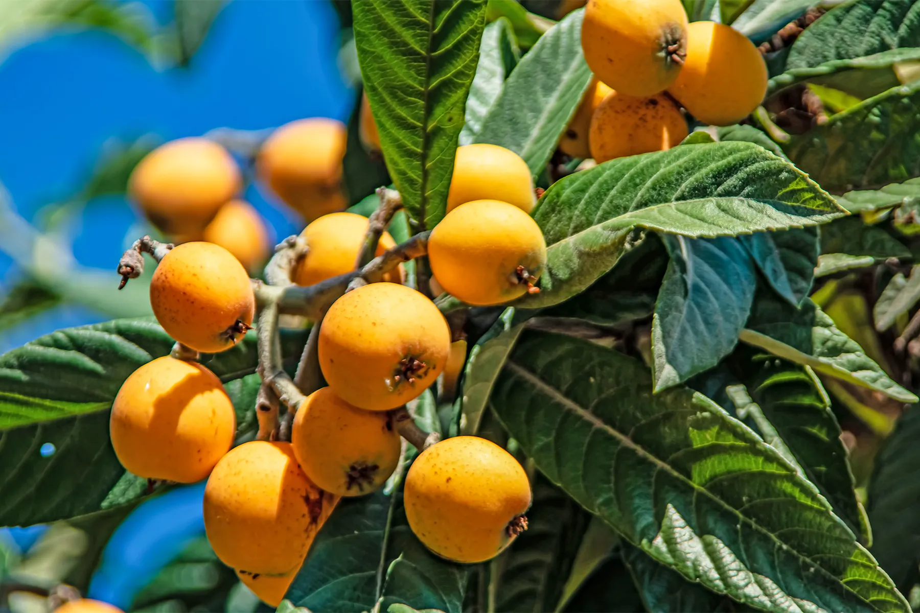 Loquat: Health Benefits & Nutrition