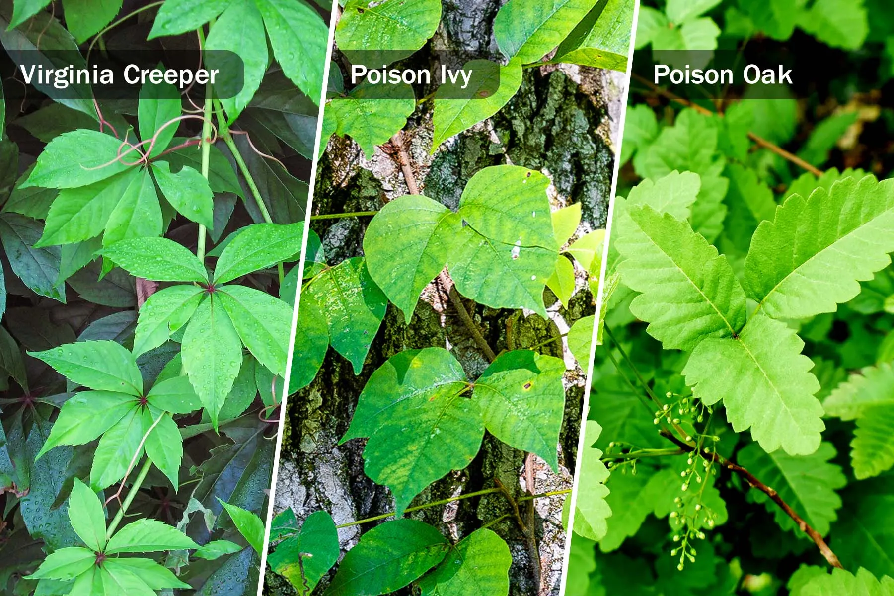 Virginia Creeper: What to Know About Virginia Creeper Poisoning