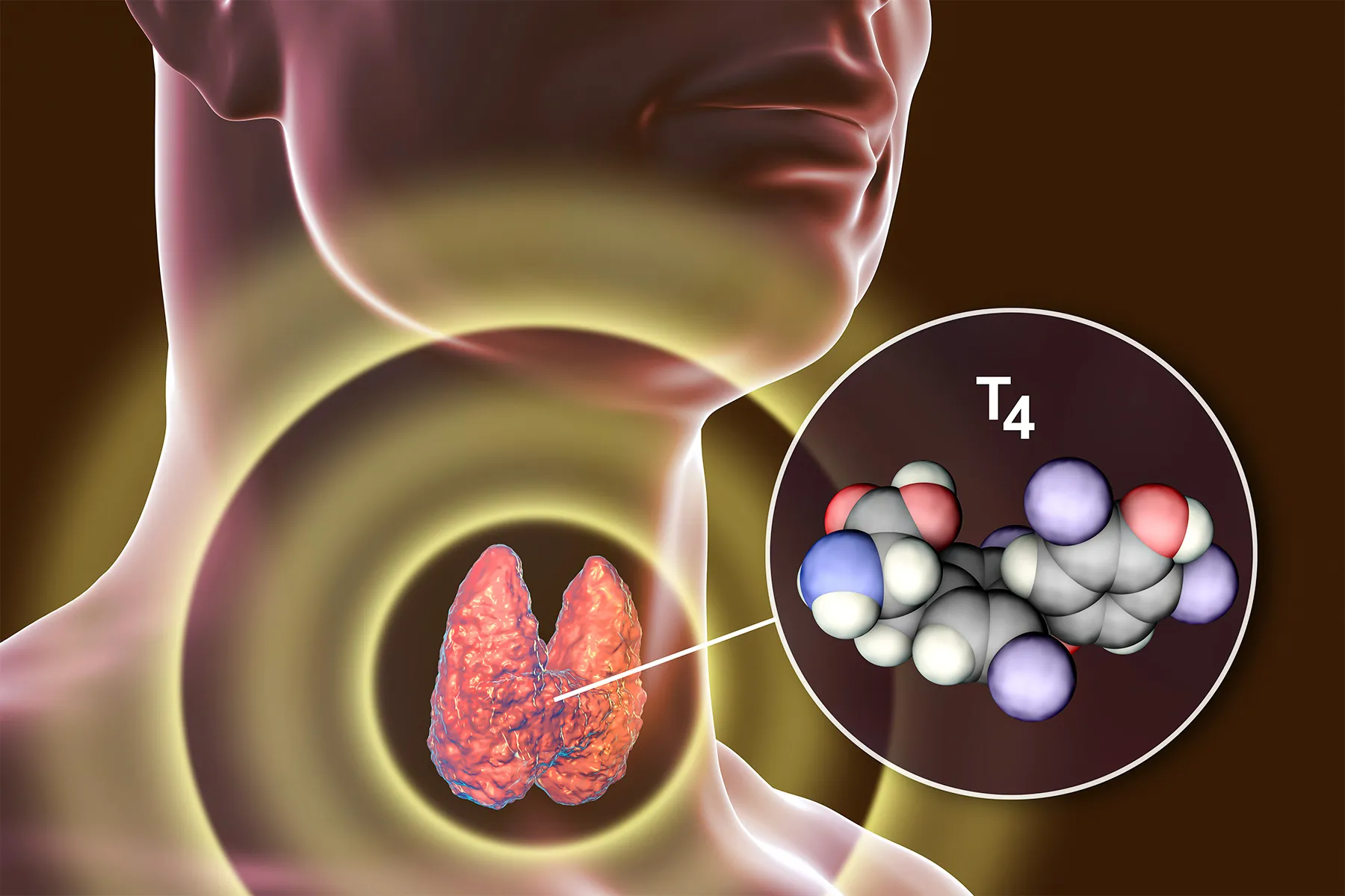 T4 Blood Test: What Is it Used For?
