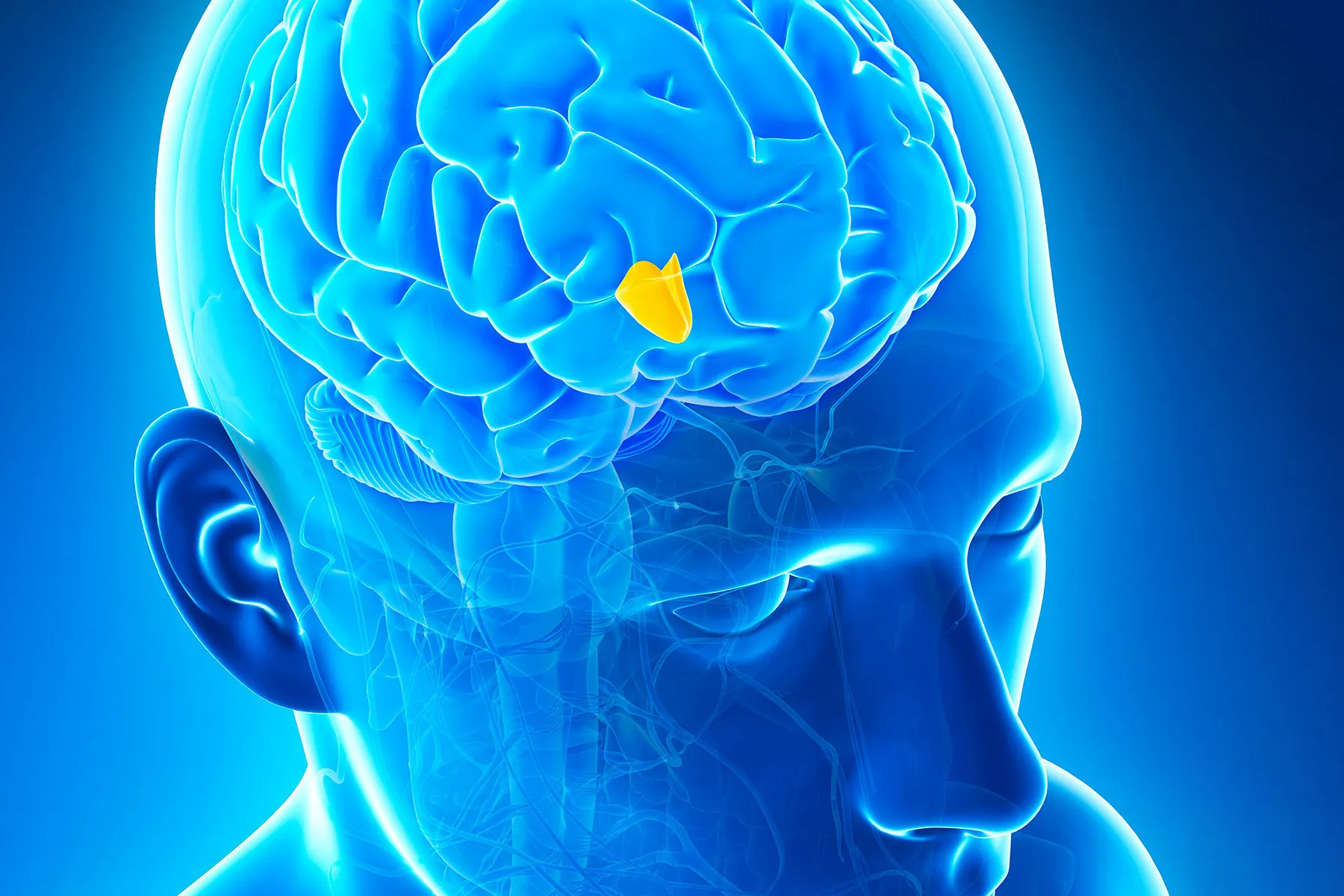 Hypothalamus: Function, Disorders, Treatment