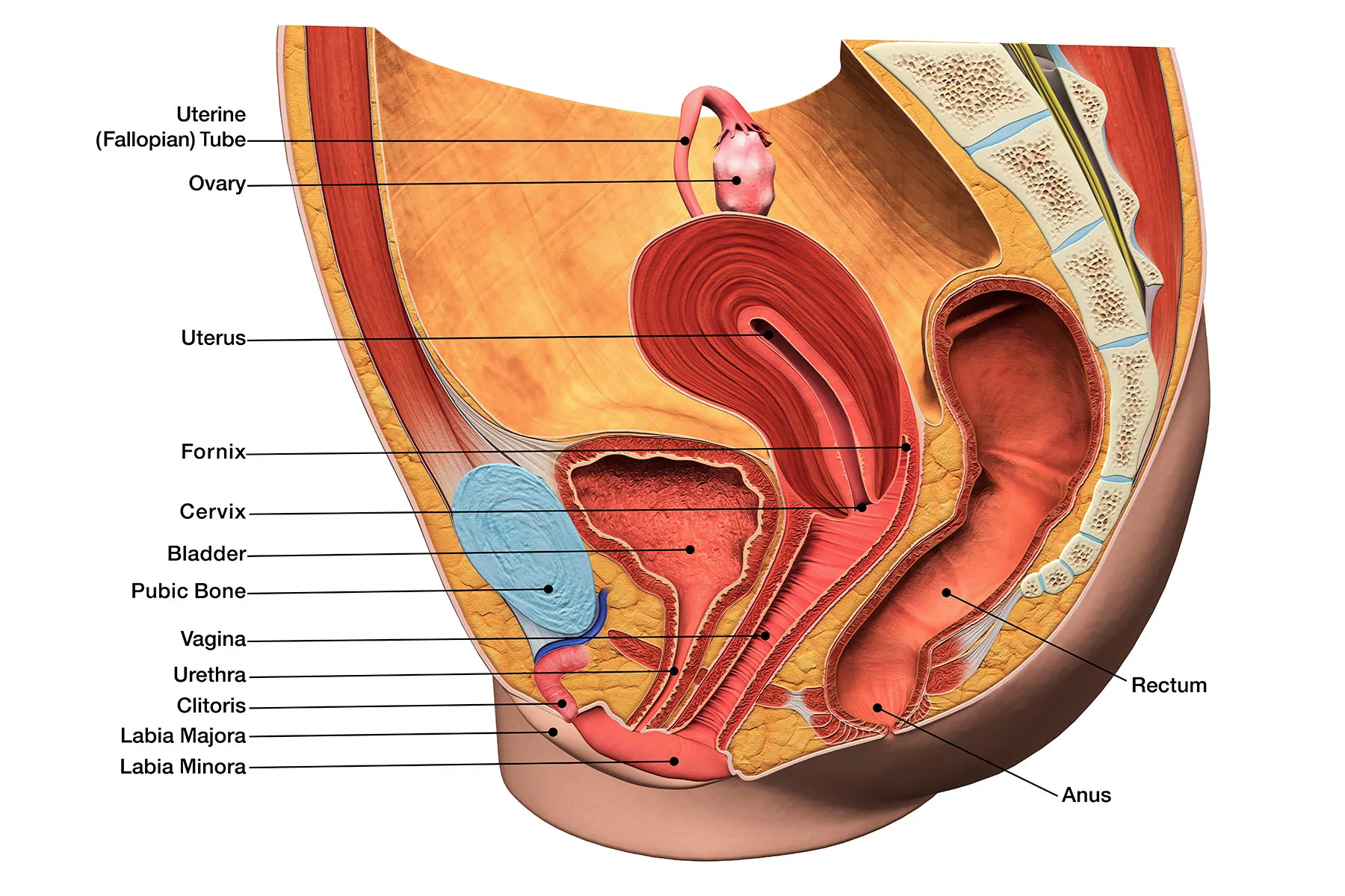 Female Anatomy Uterus