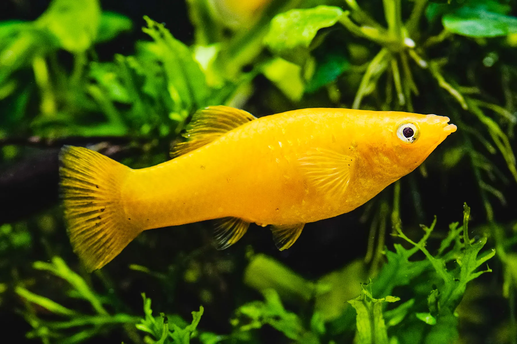 Platies as Pets: Care, Diet, Tank Setup & Breeding Tips