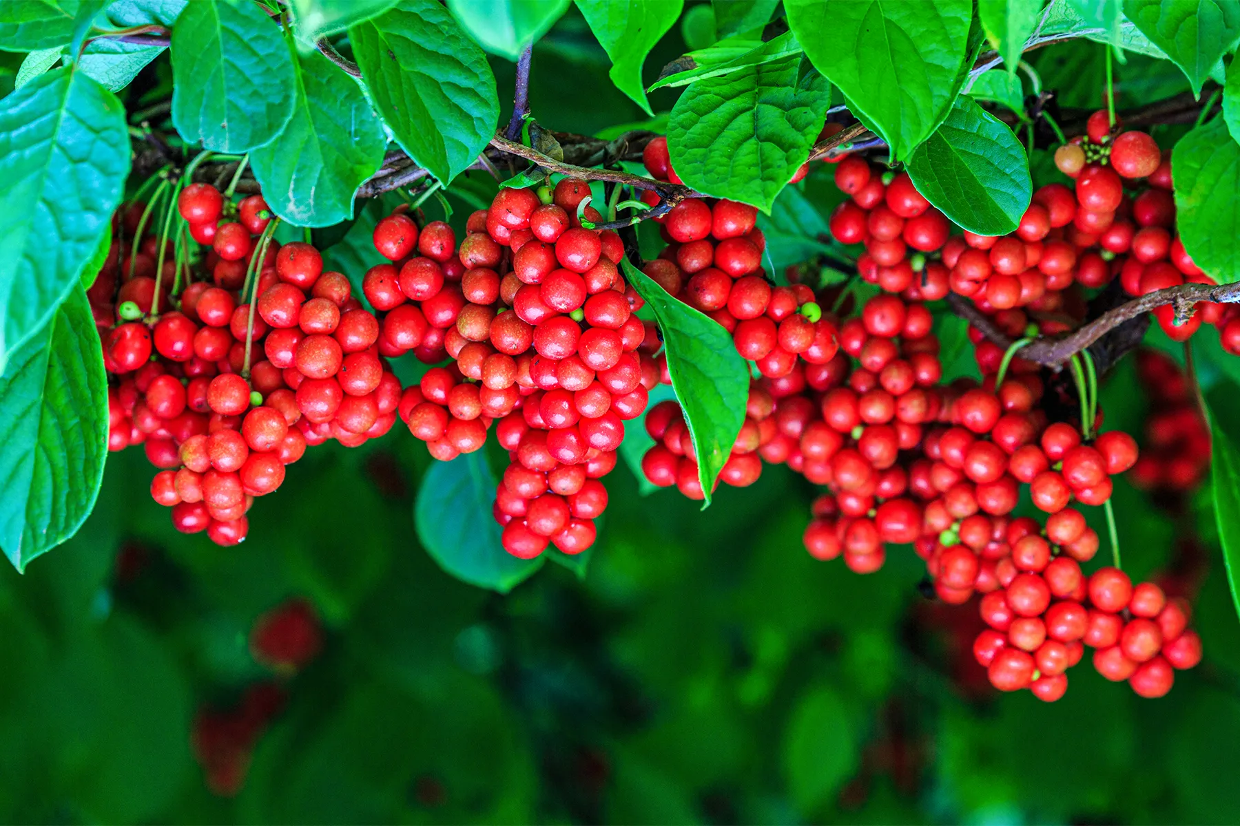 Schisandra: Benefits, Uses, and Potential Risks