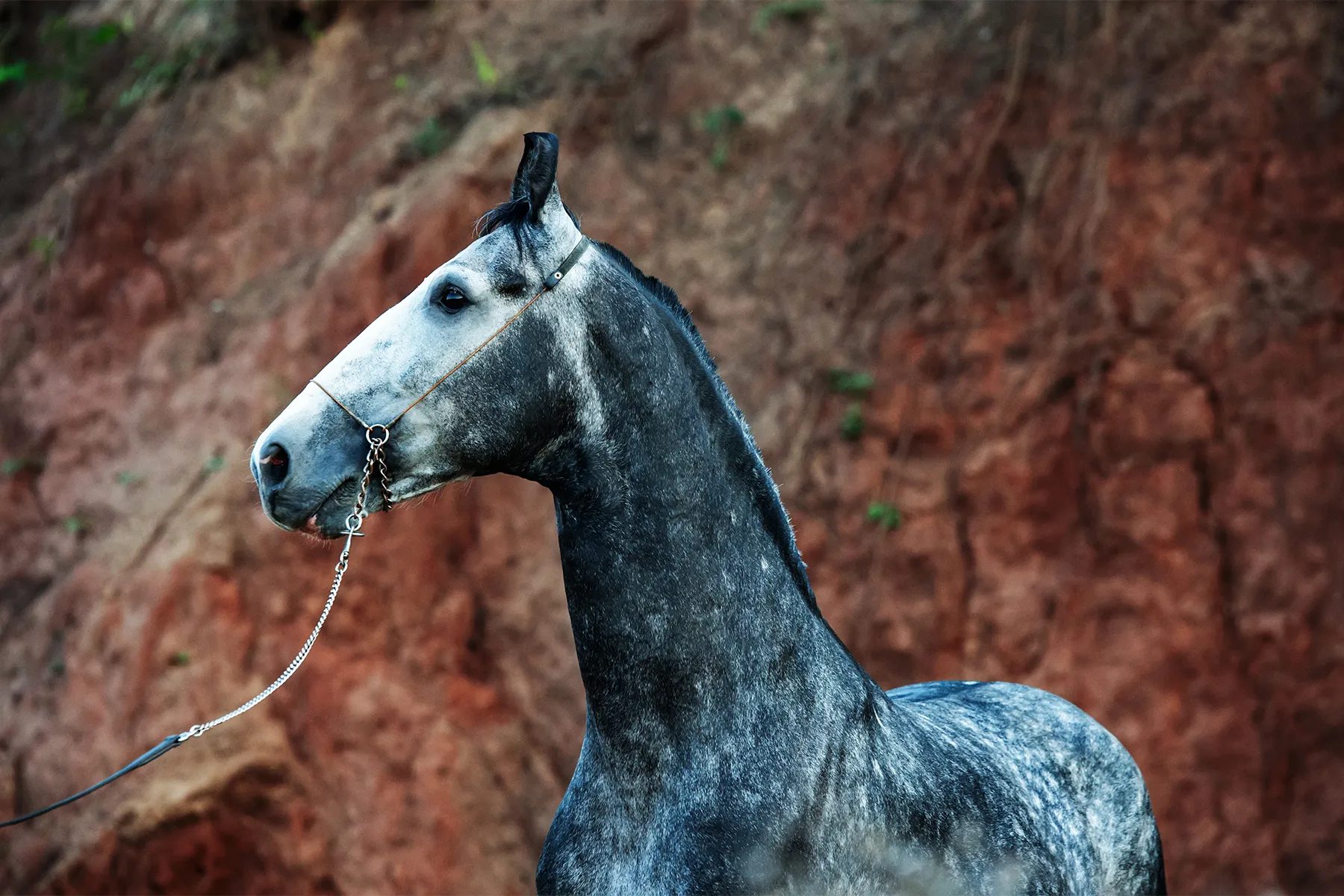 What Were Roman Horses Breeds