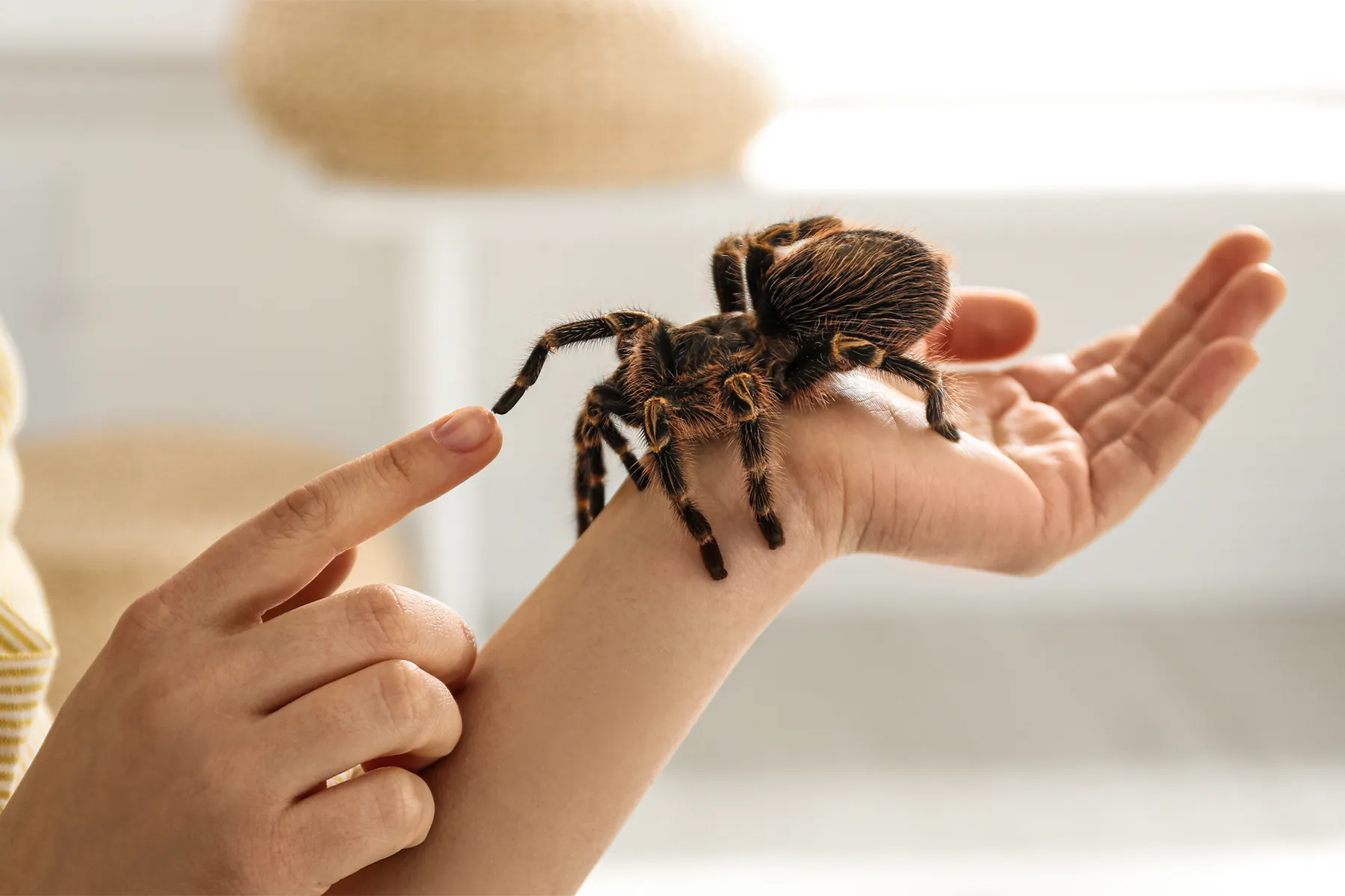 tarantula baby to old
