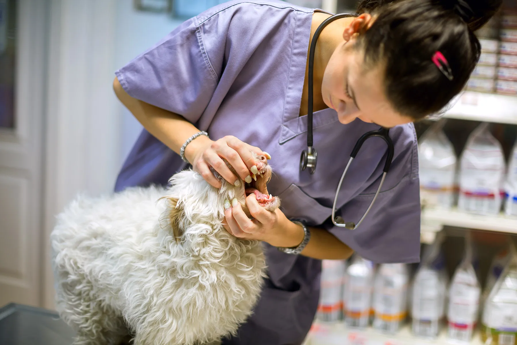 Tracheal Collapse in Dogs: Signs, Causes, and Treatment