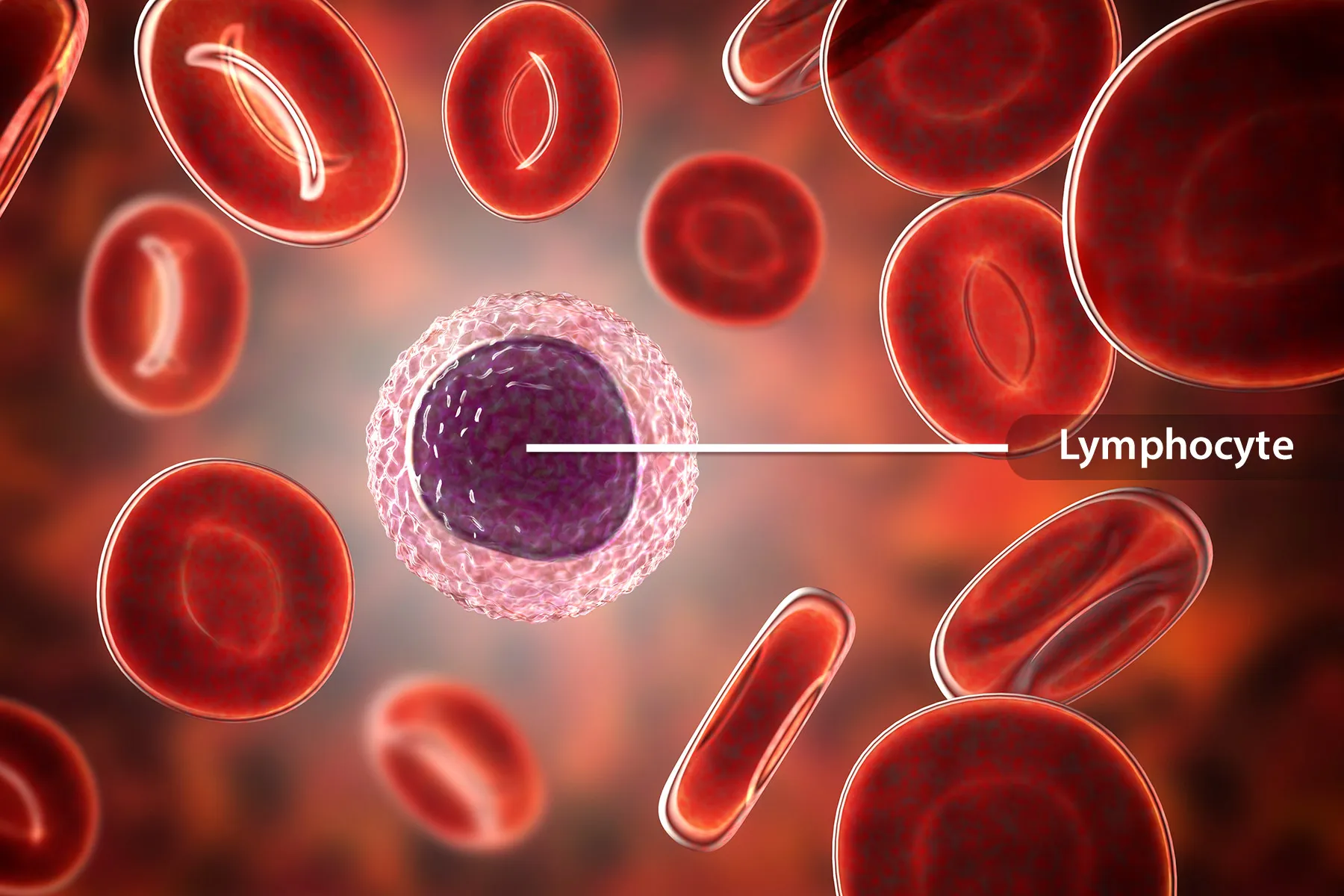 Lymphocytes: What's a Normal Count?
