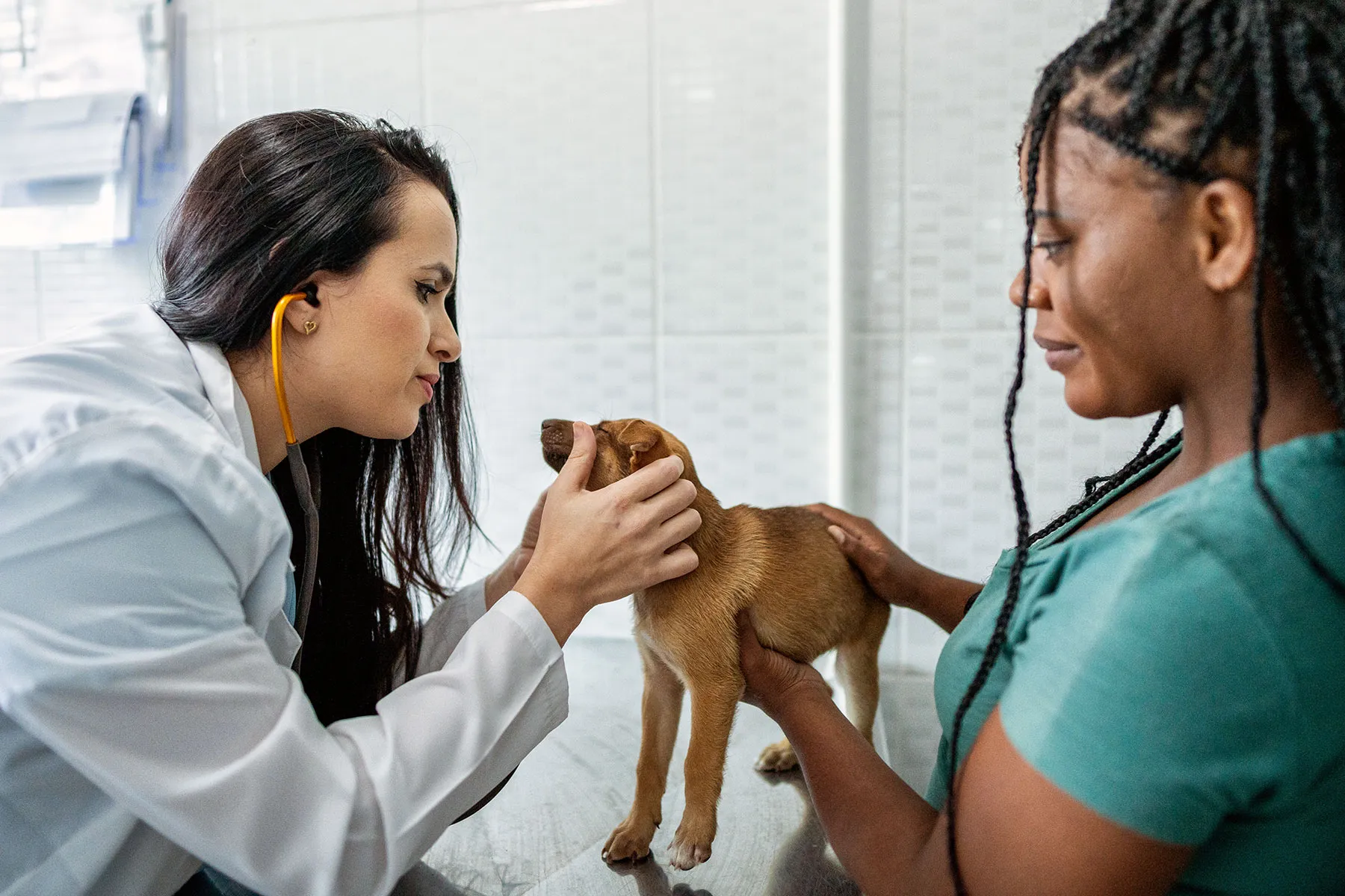 What's Puppy Strangles?