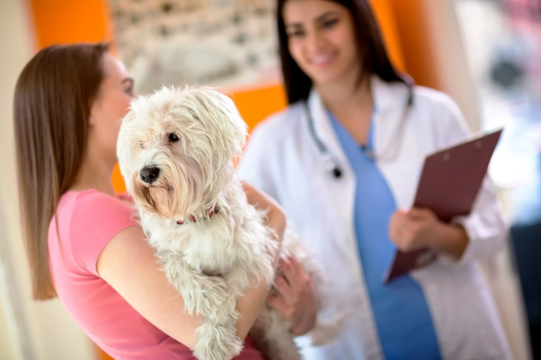 Is My Dog Healthy? Questions to Ask the Vet