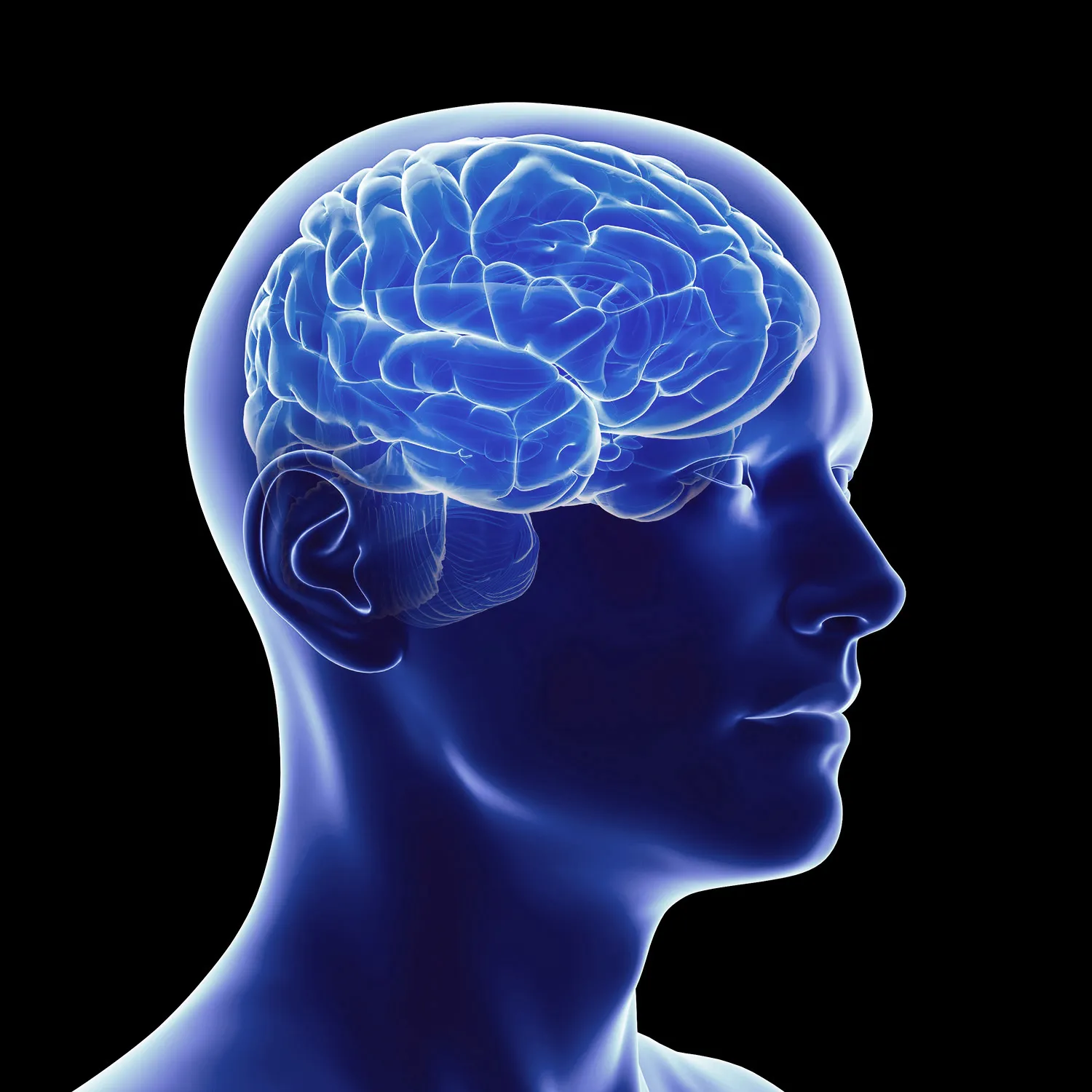 WebMD Brain & Nervous System Guide - Anatomy of the Brain and Nerves