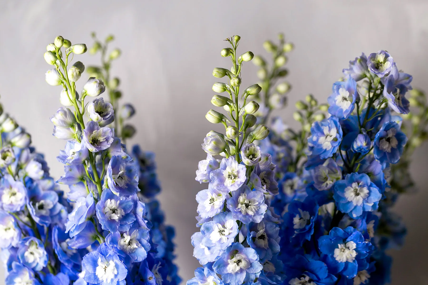 Larkspur Poisoning