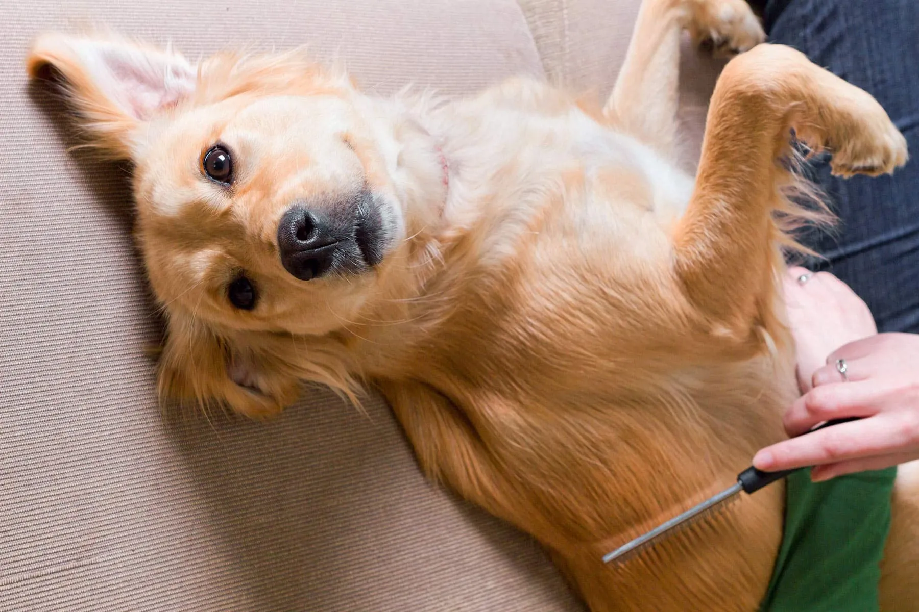 How to get rid of fleas