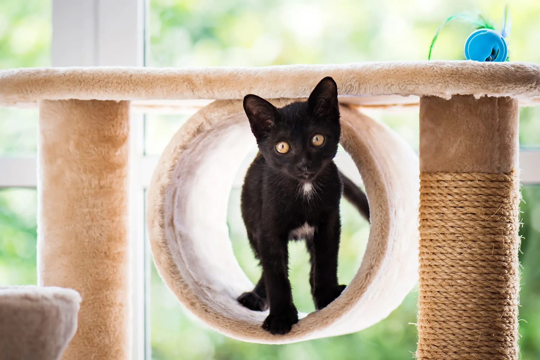 How to Get Your Cat to Exercise