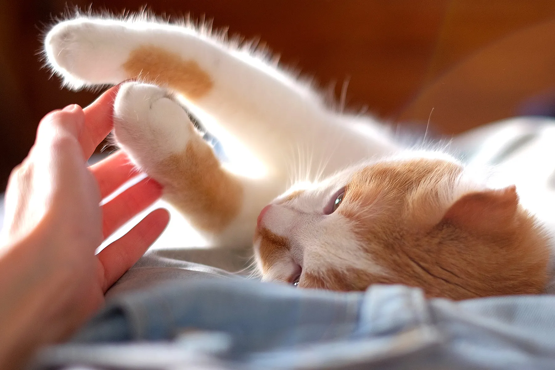 6 Most Common Cat Health Problems