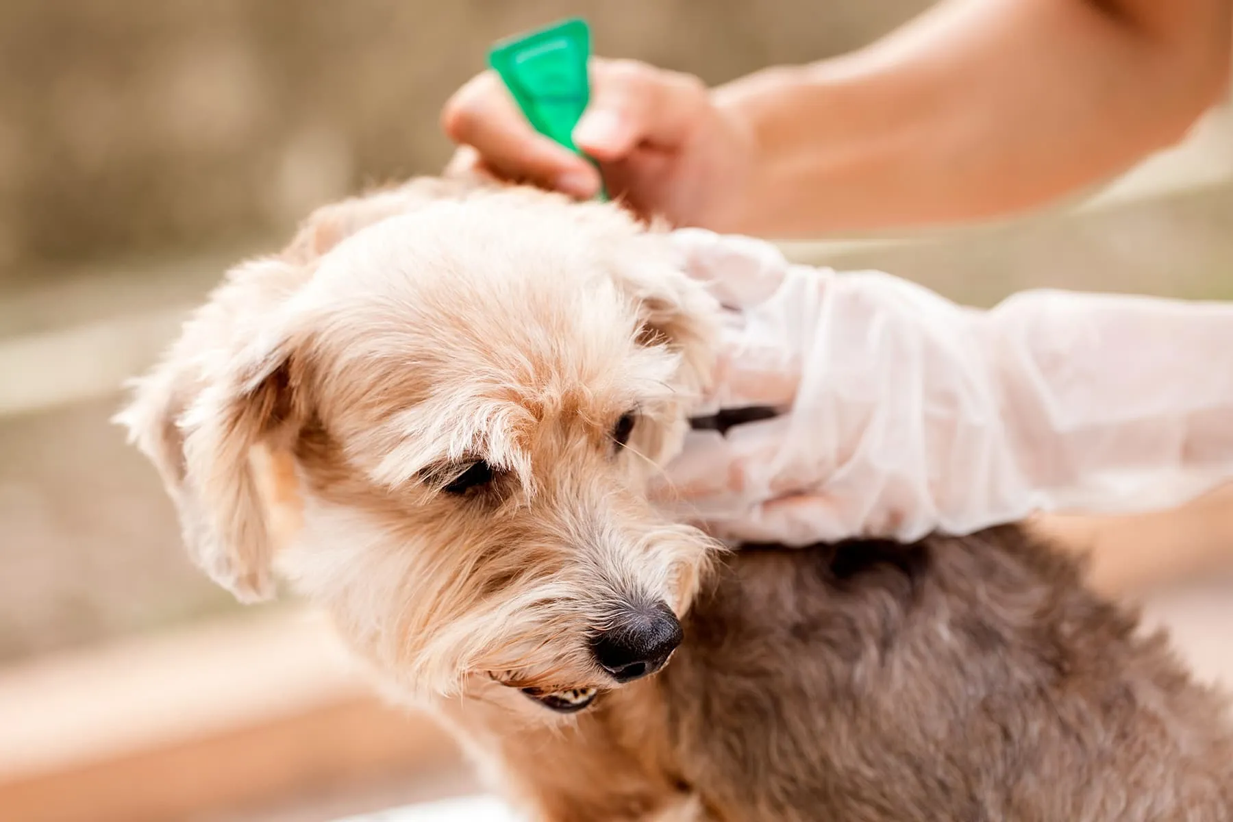 Flea Prevention: How to Keep Your Pet Flea-Free