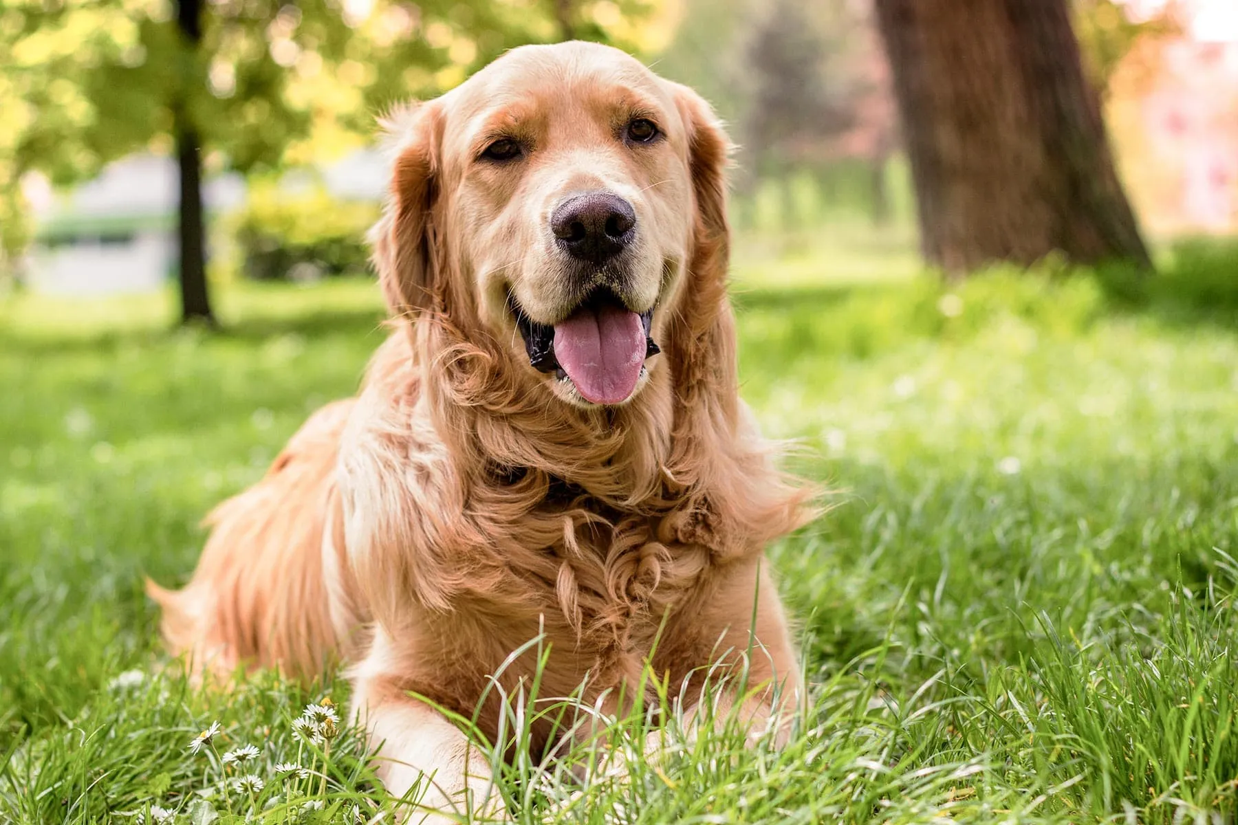 Find and Remove Ticks from Your Pet: A Simple Guide