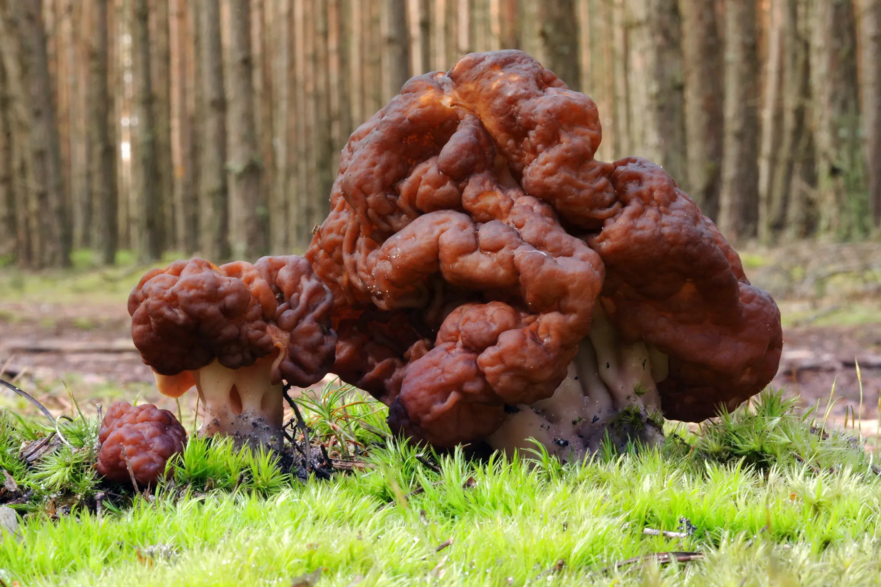 False Morels: Identification and Poison Management