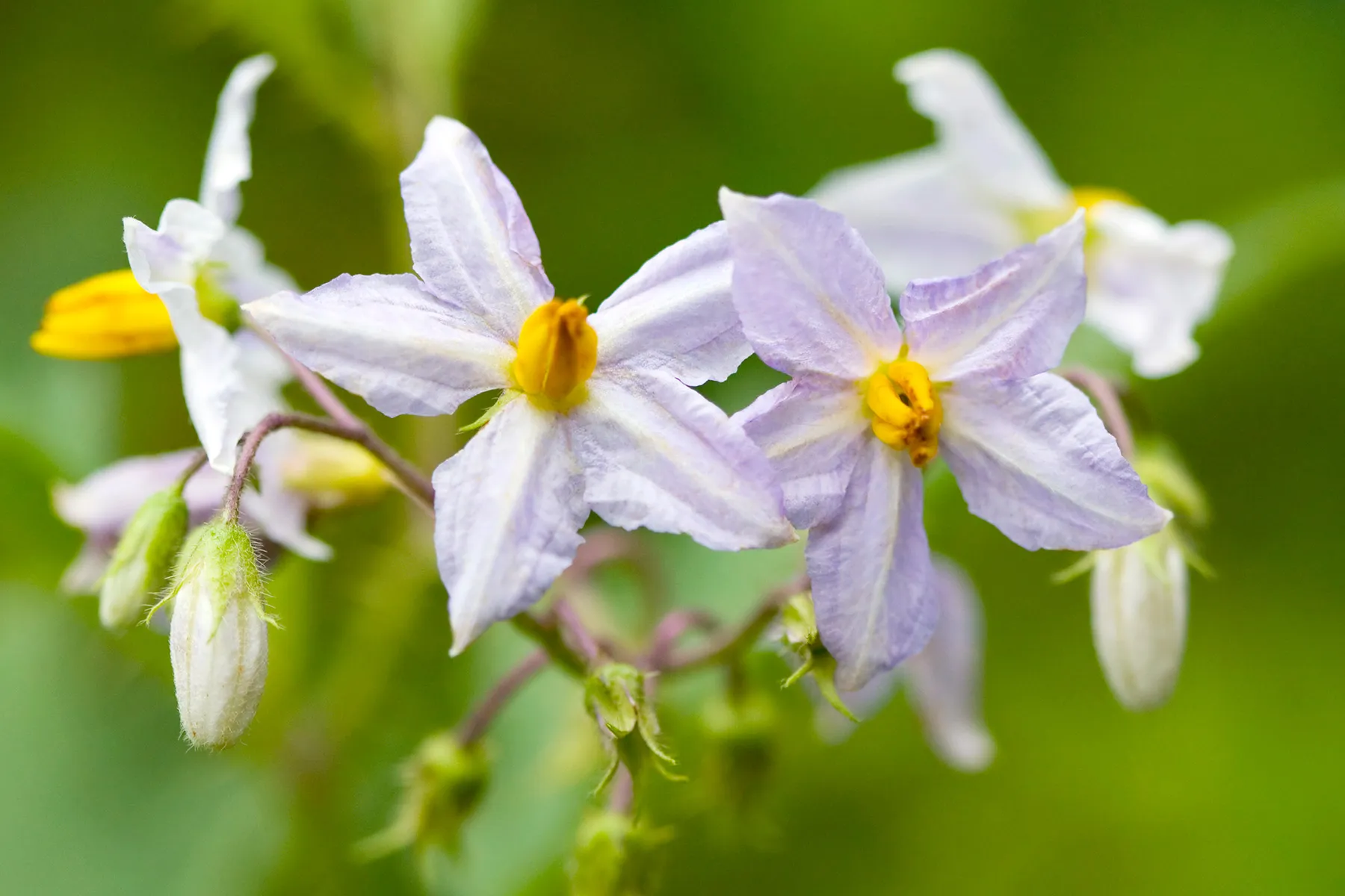 Horse Nettle Poisoning Horse Nettle Poisoning: Identifying It and What ...