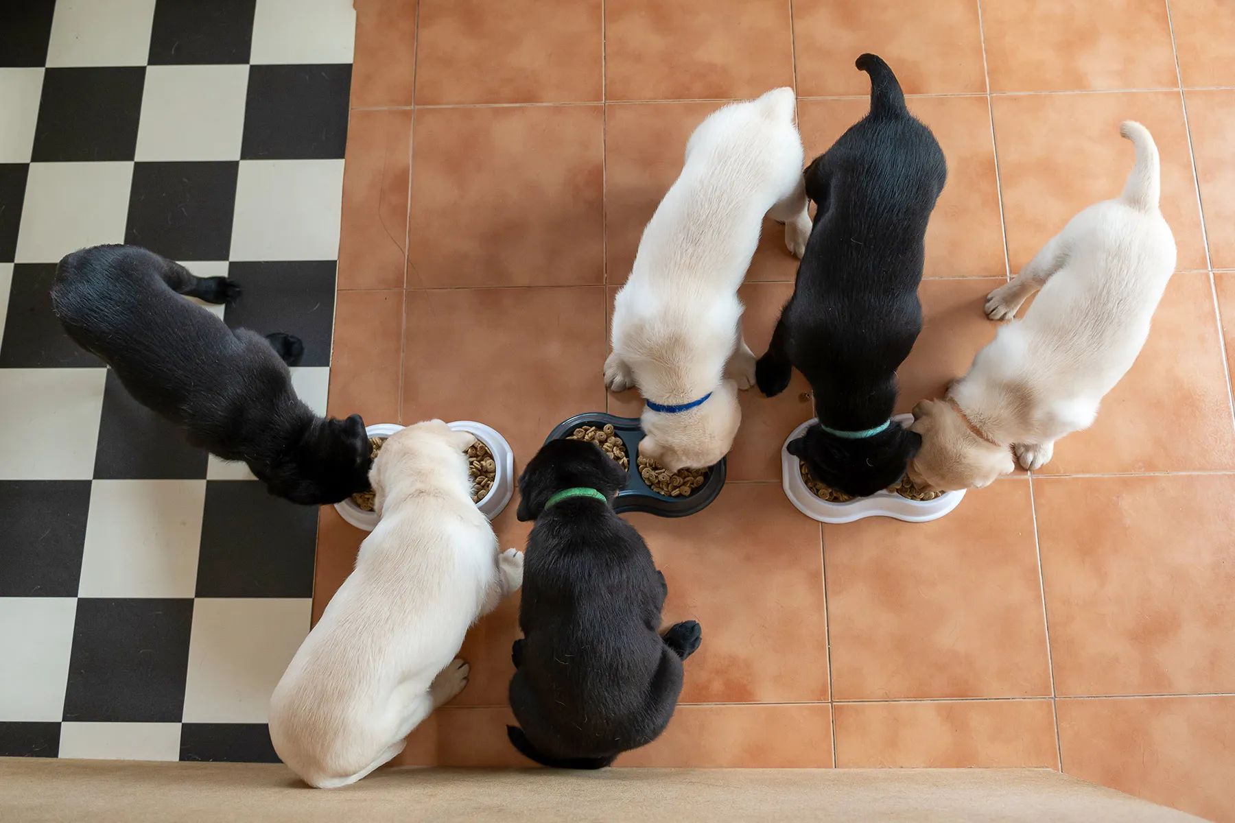 Puppy Food Types, Feeding Schedule, and Nutrition