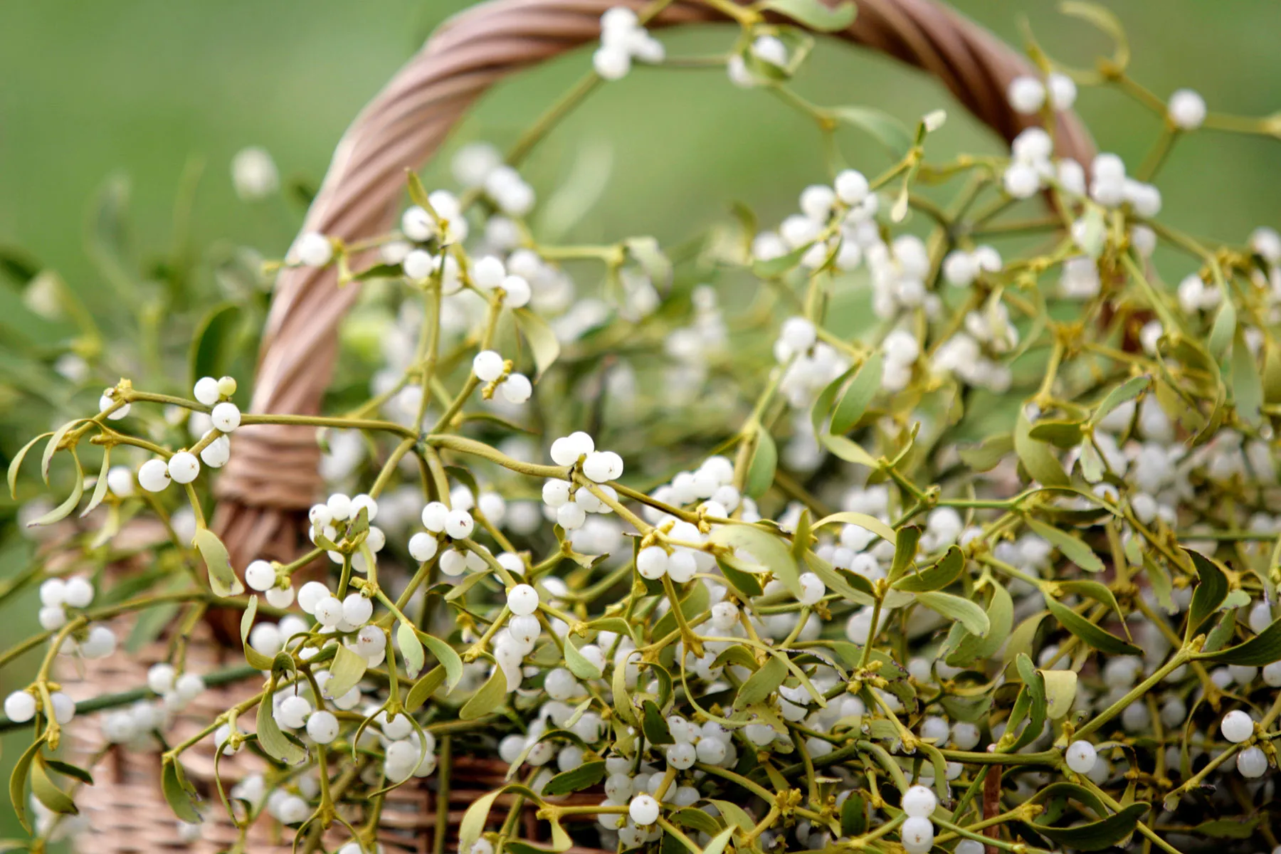 Mistletoe Poisoning: What to Know