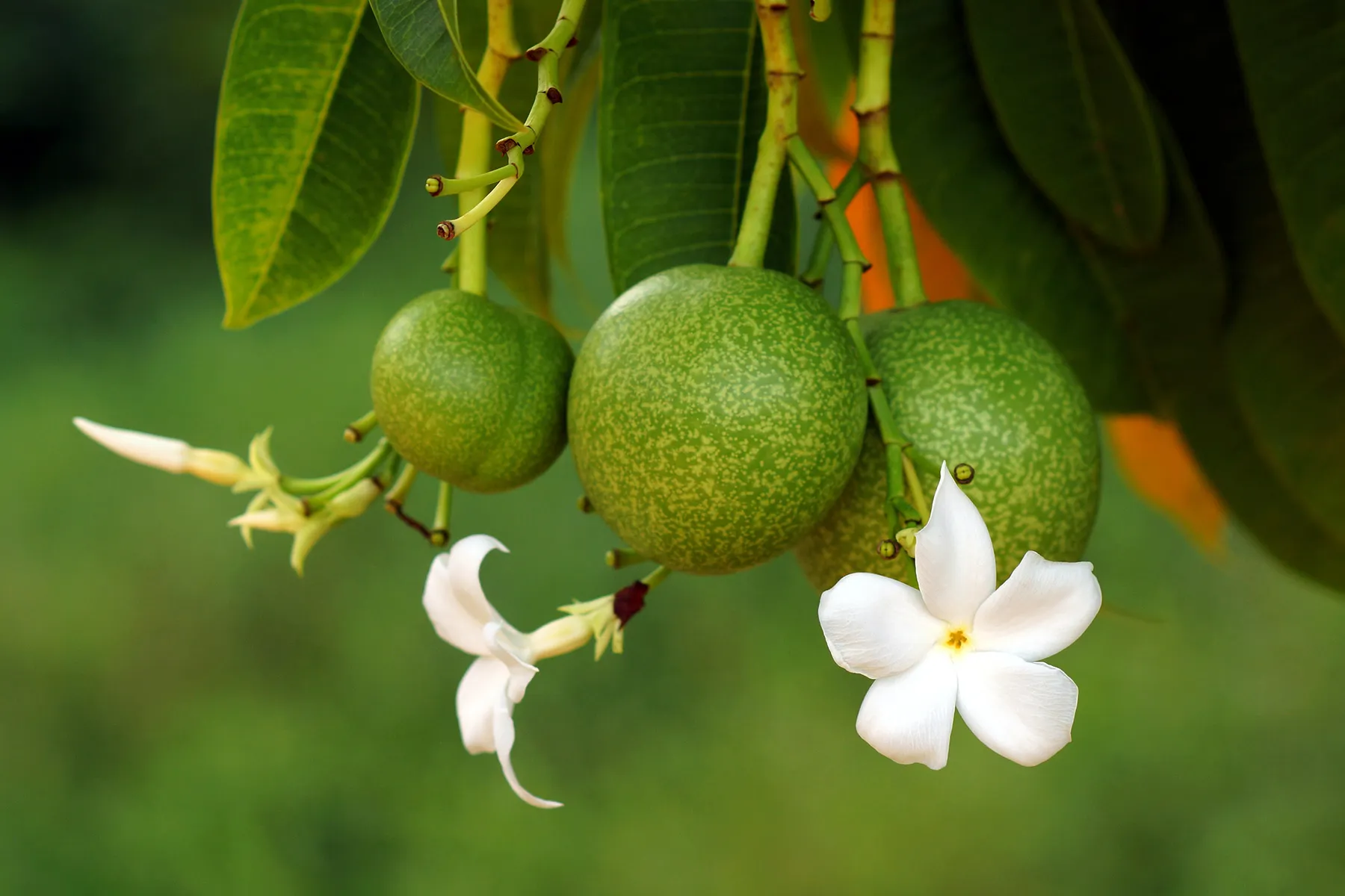 Cerbera Odollam Tree Poisoning: What to Do and How to Identify It