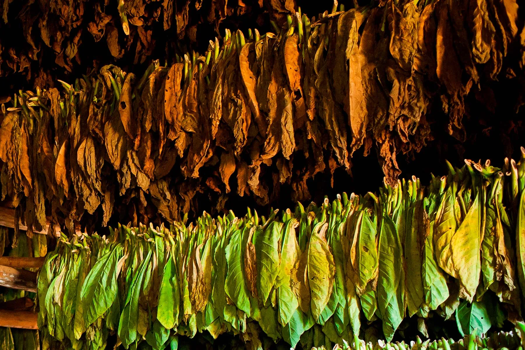 Tobacco Poisoning: Identifying It and What to Do