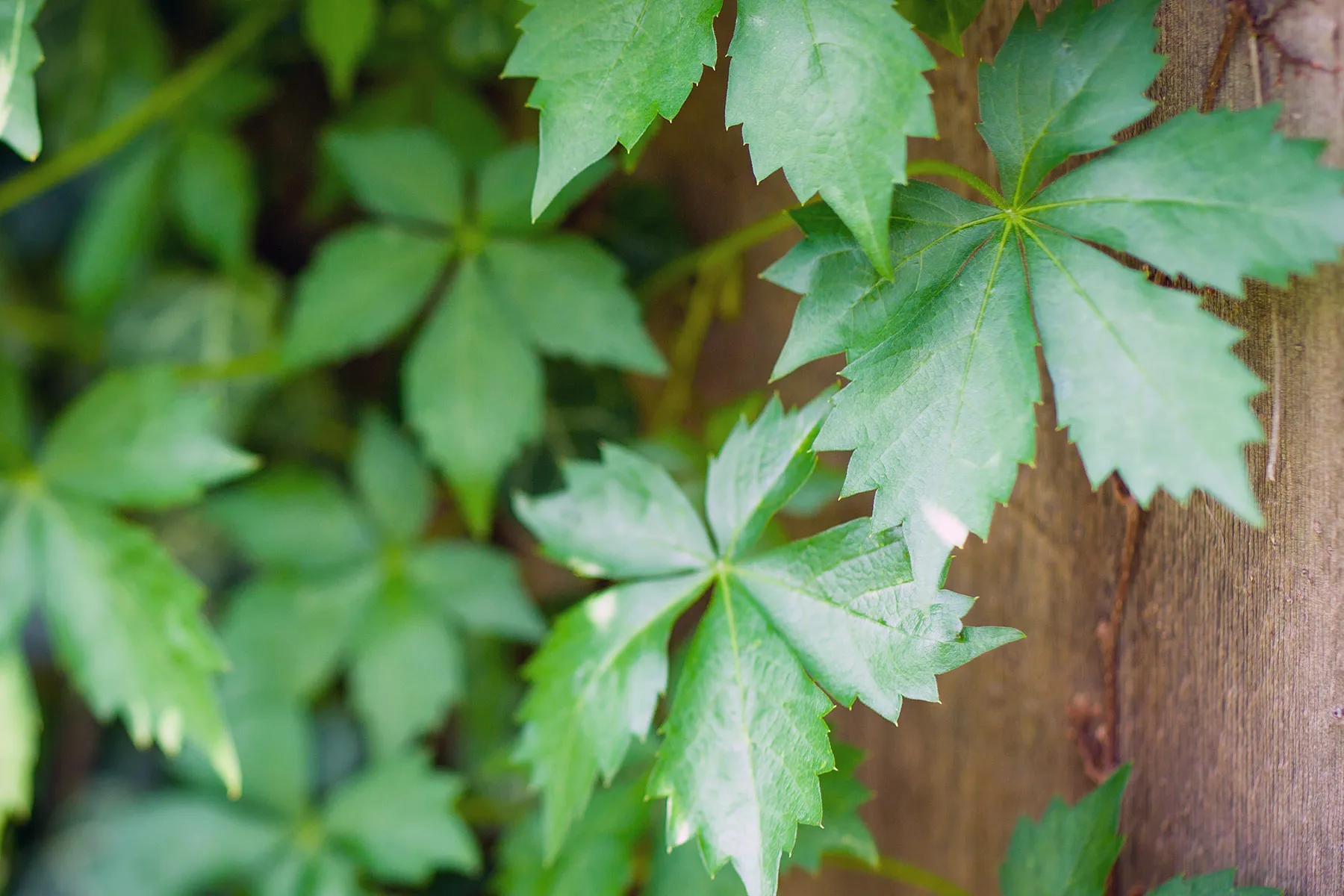 Virginia Creeper: What to Know About Virginia Creeper Poisoning