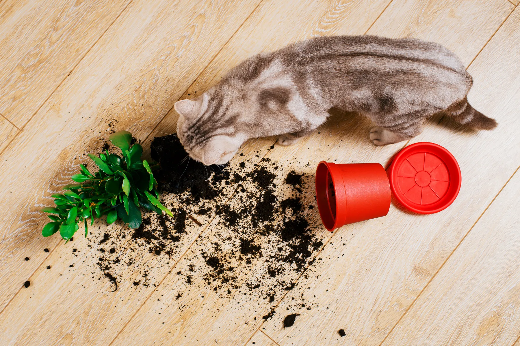 Top Cat Poisons: Plants, Medications, Insecticides, and More