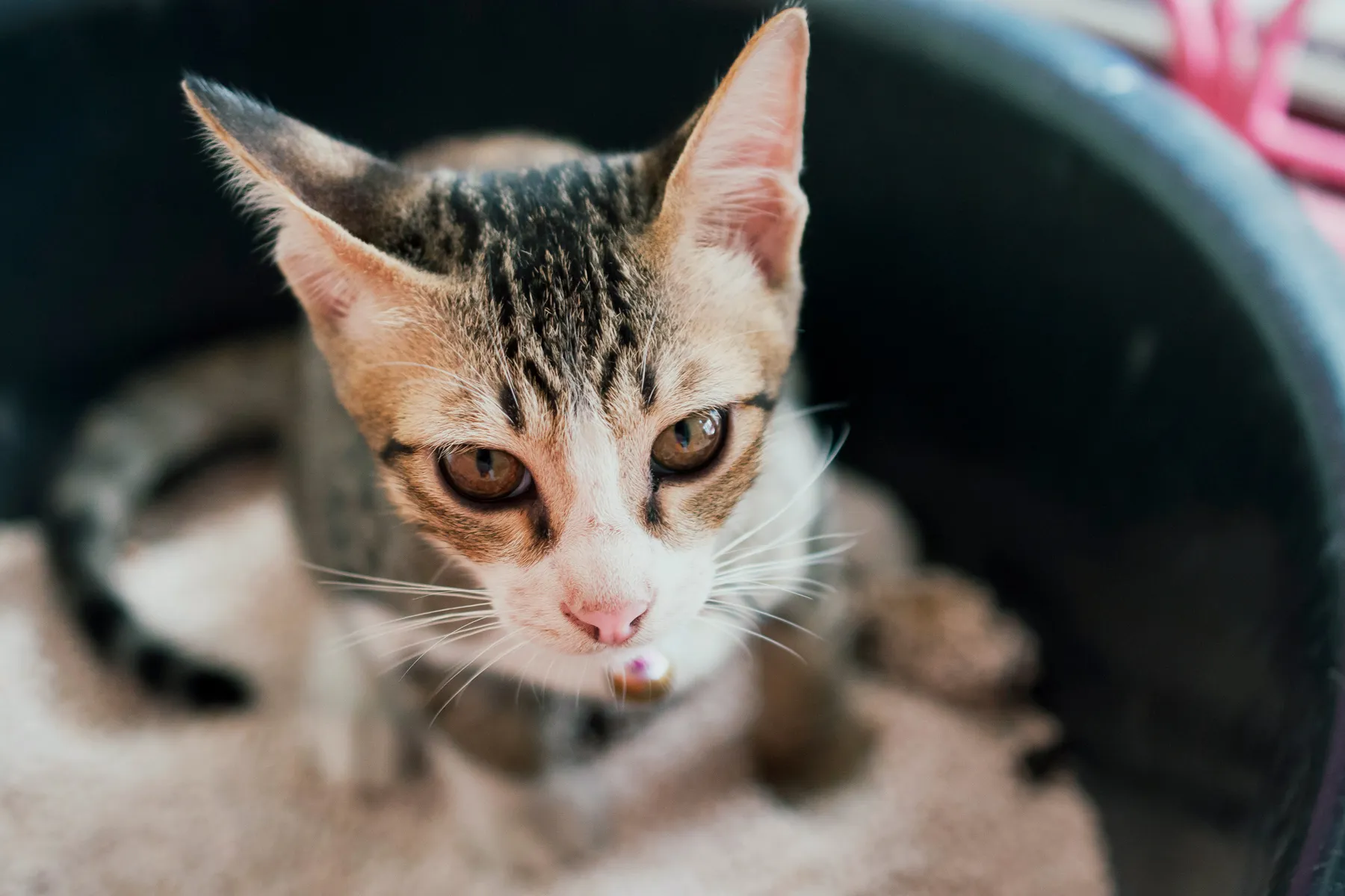 Cat Poop: Normal, Problems, Constipation, Diarrhea, and More