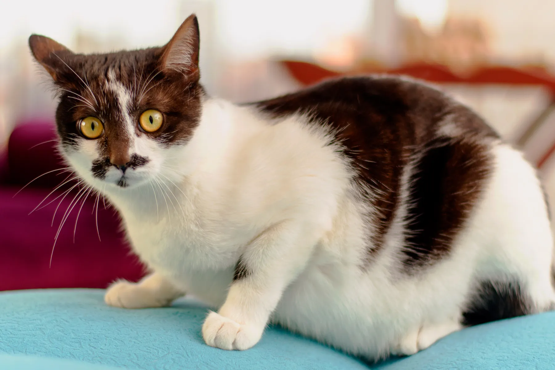 How Much Should Cats Weigh? What’s Right for Your Cat