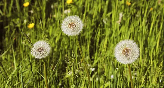 Grass Pollen Allergy