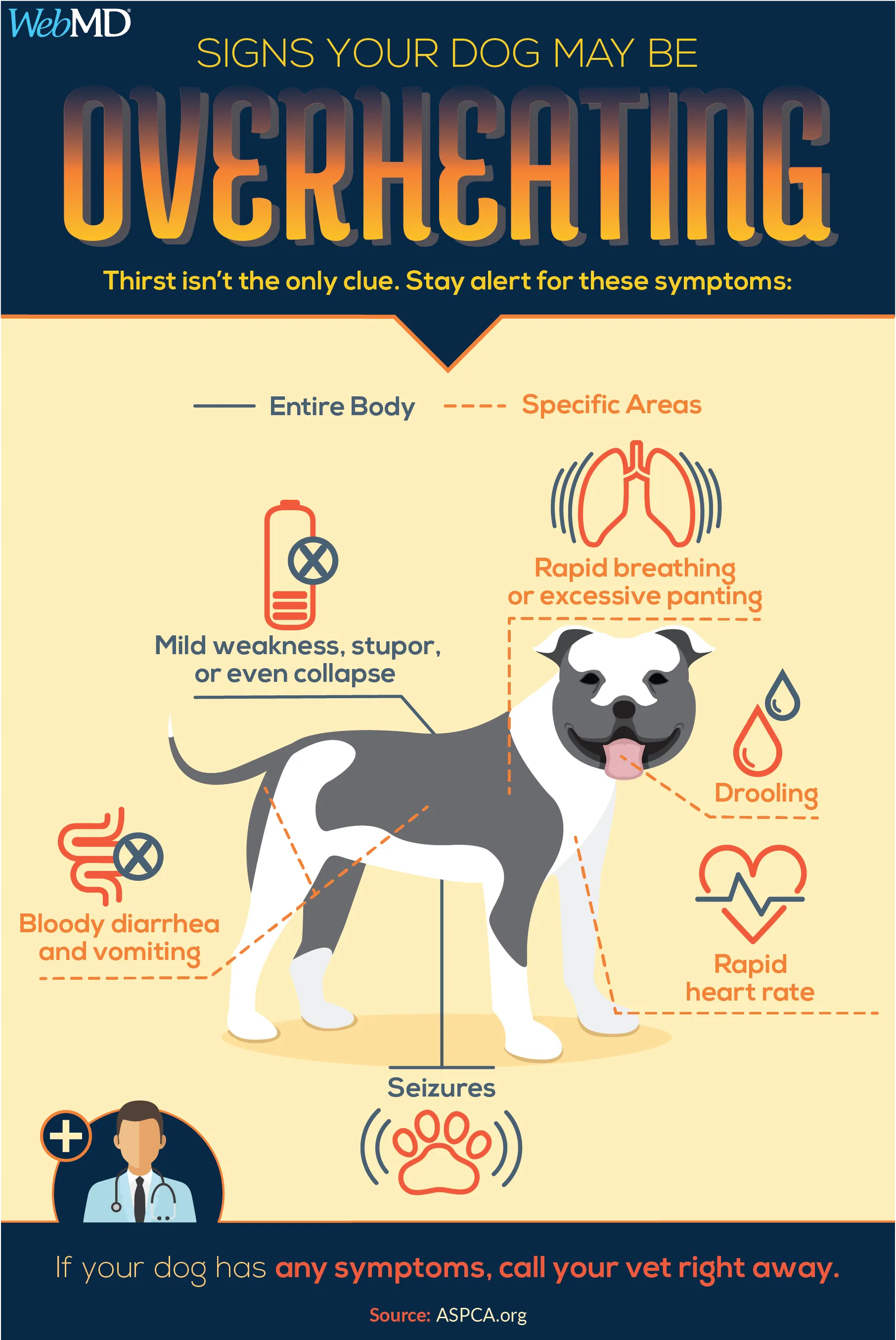 Keeping Your Dog Safe in the Summer