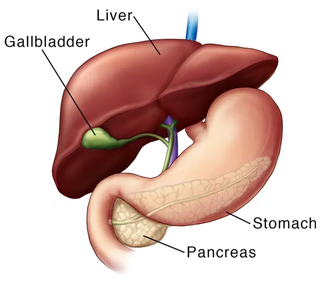 Why Does My Liver Hurt? 10 Possible Causes of Liver Pain