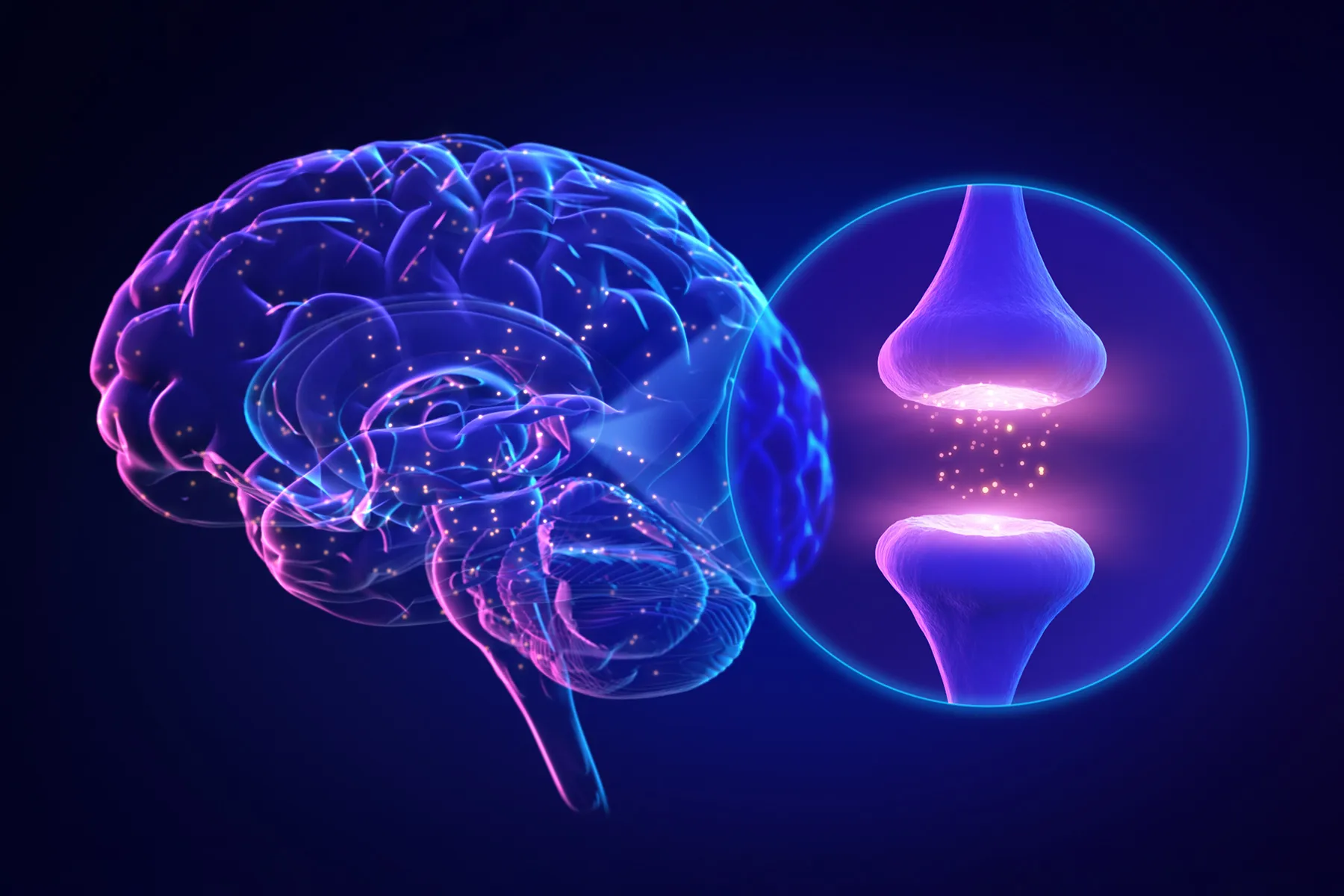 What Neuroplasticity Is and How It Works