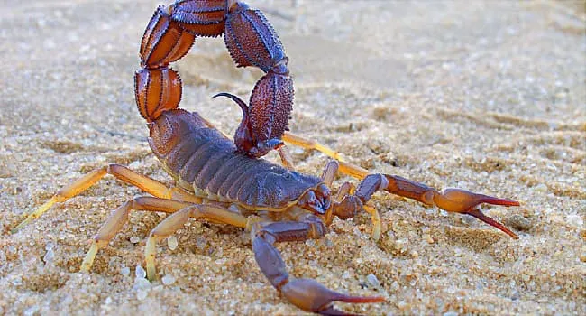 scorpion bite marks