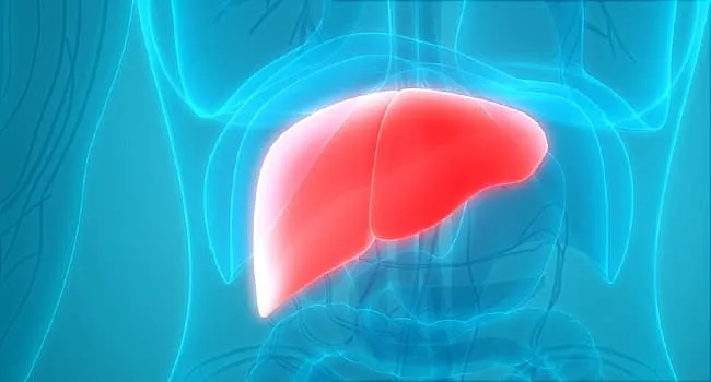 How Your Liver Works