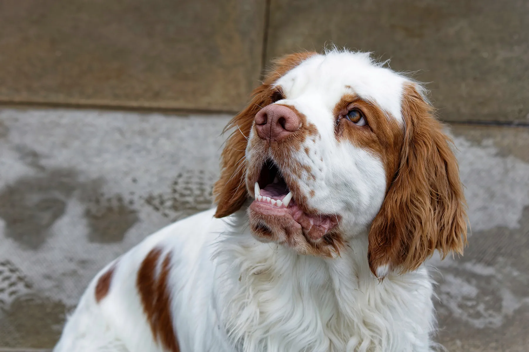 Clumber Spaniels: What to Know