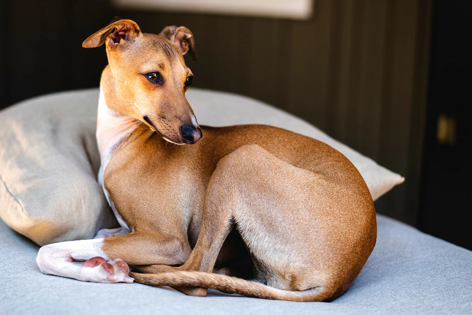 Italian Greyhounds: What to Know