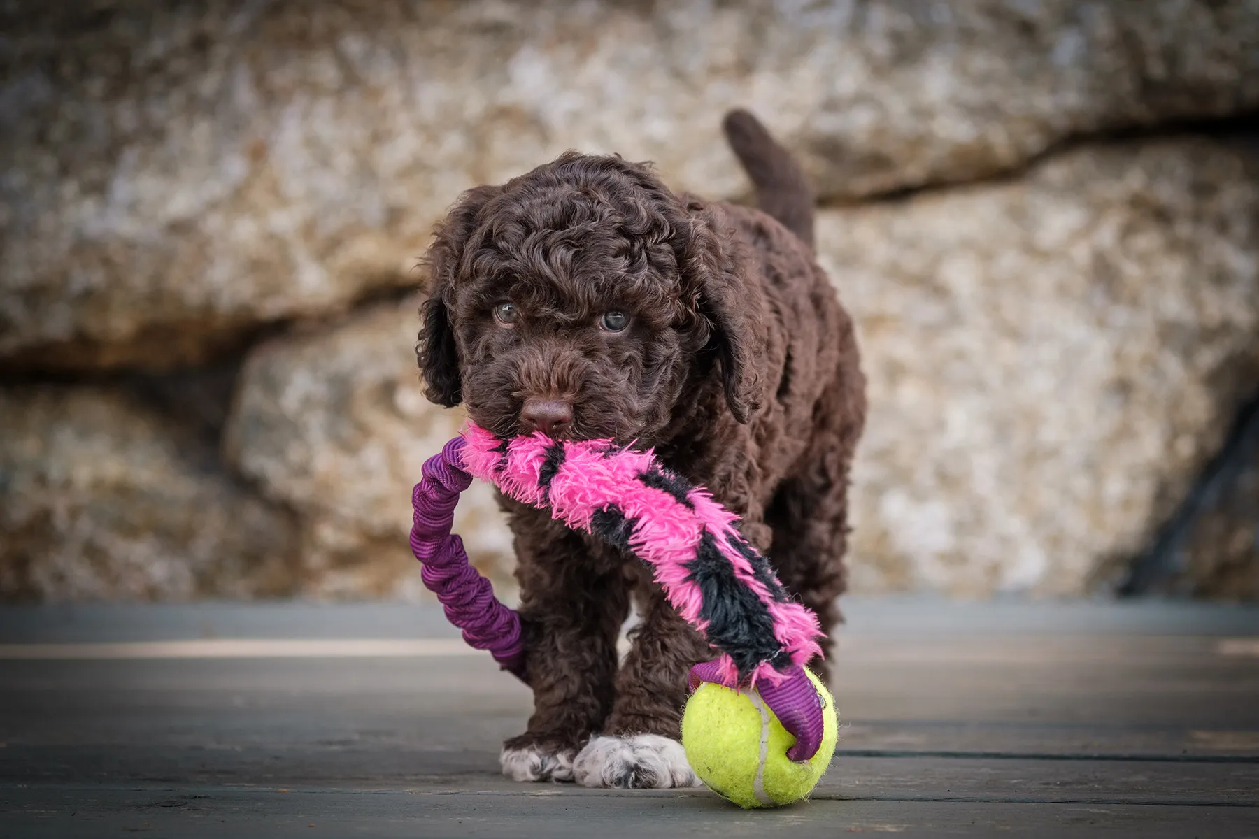Lagotto Romagnolo: What to Know