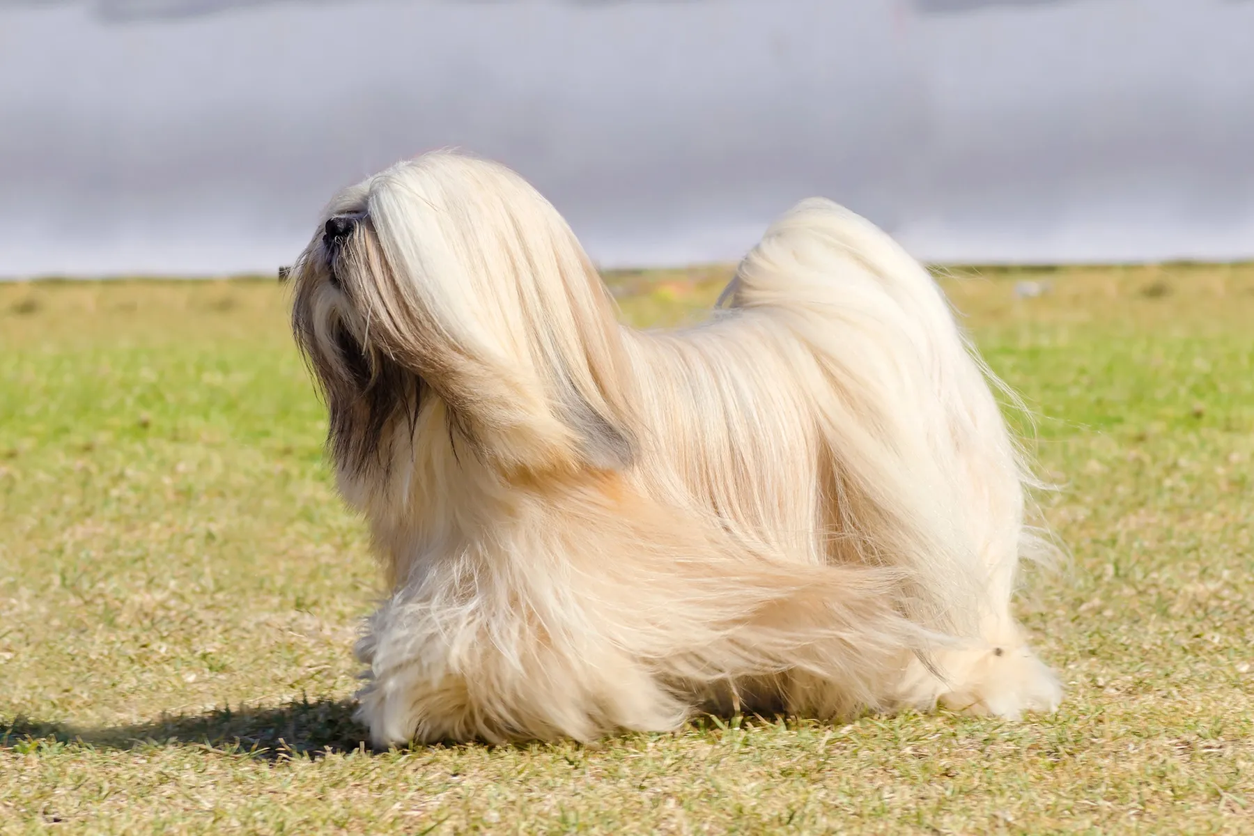All About Lhasa Apso Dogs