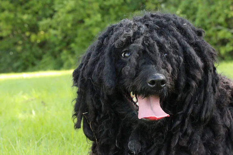 Puli Dogs: What You Should Know