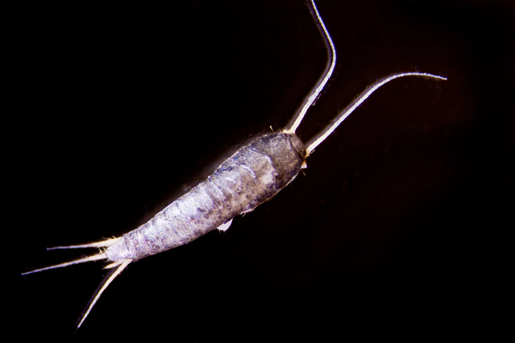 Silverfish: What They Are, How to Get Rid of Them, and More