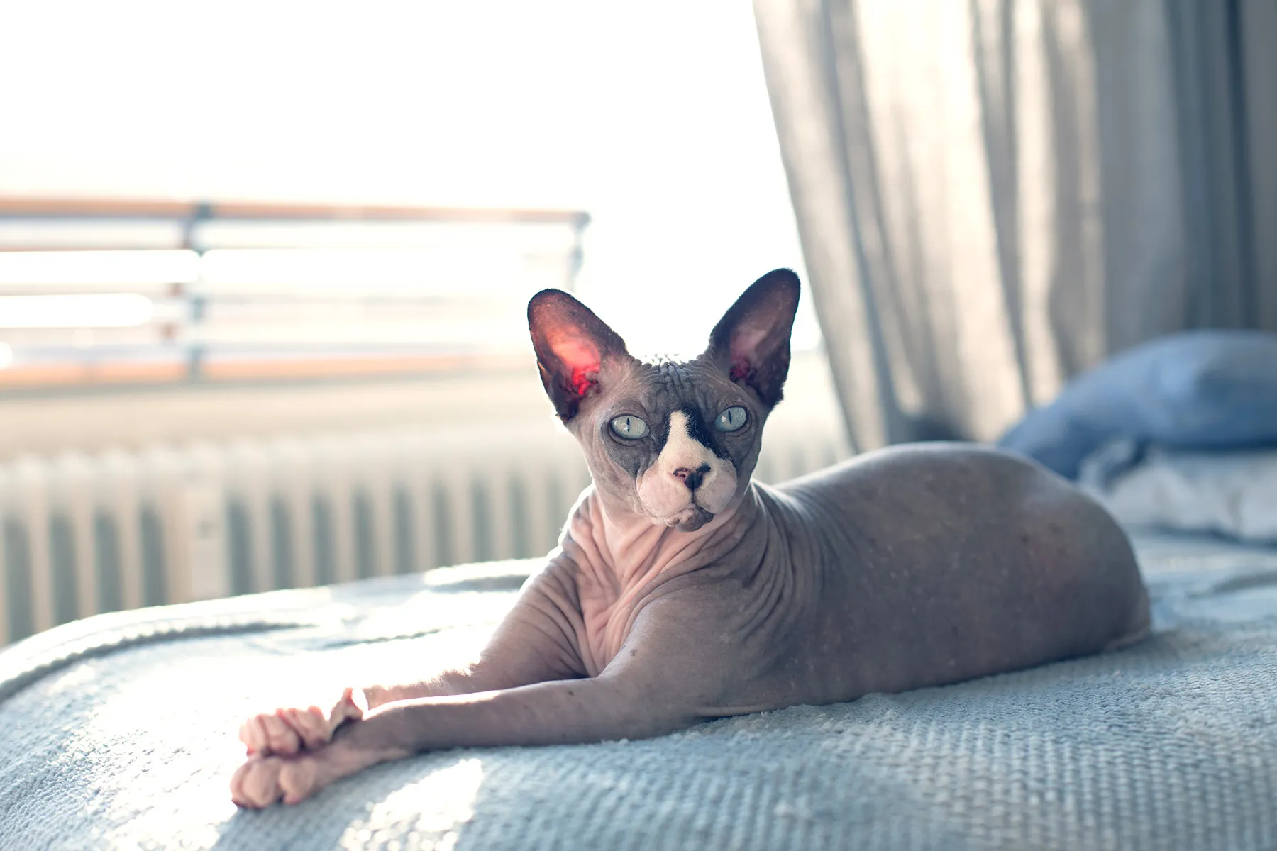 Sphynx Cats: What to Know