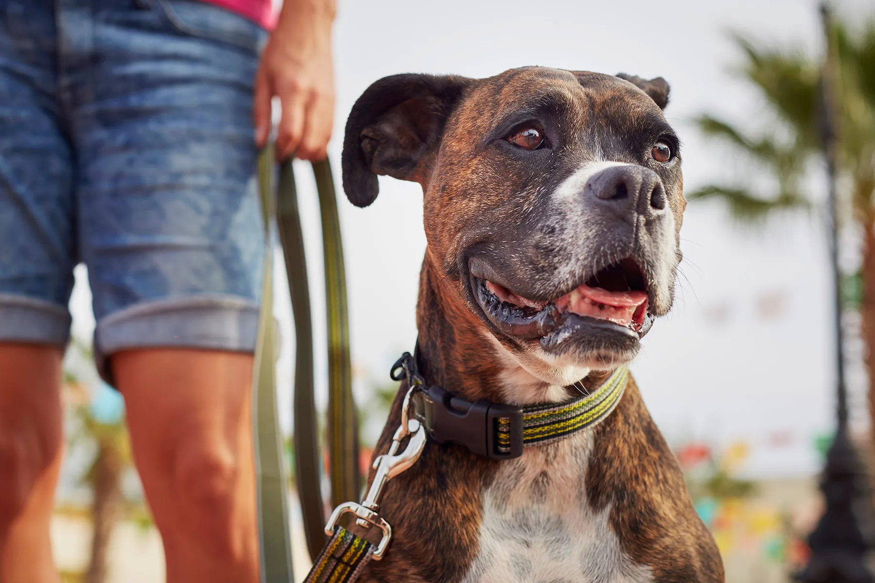 What to Know About Boxers