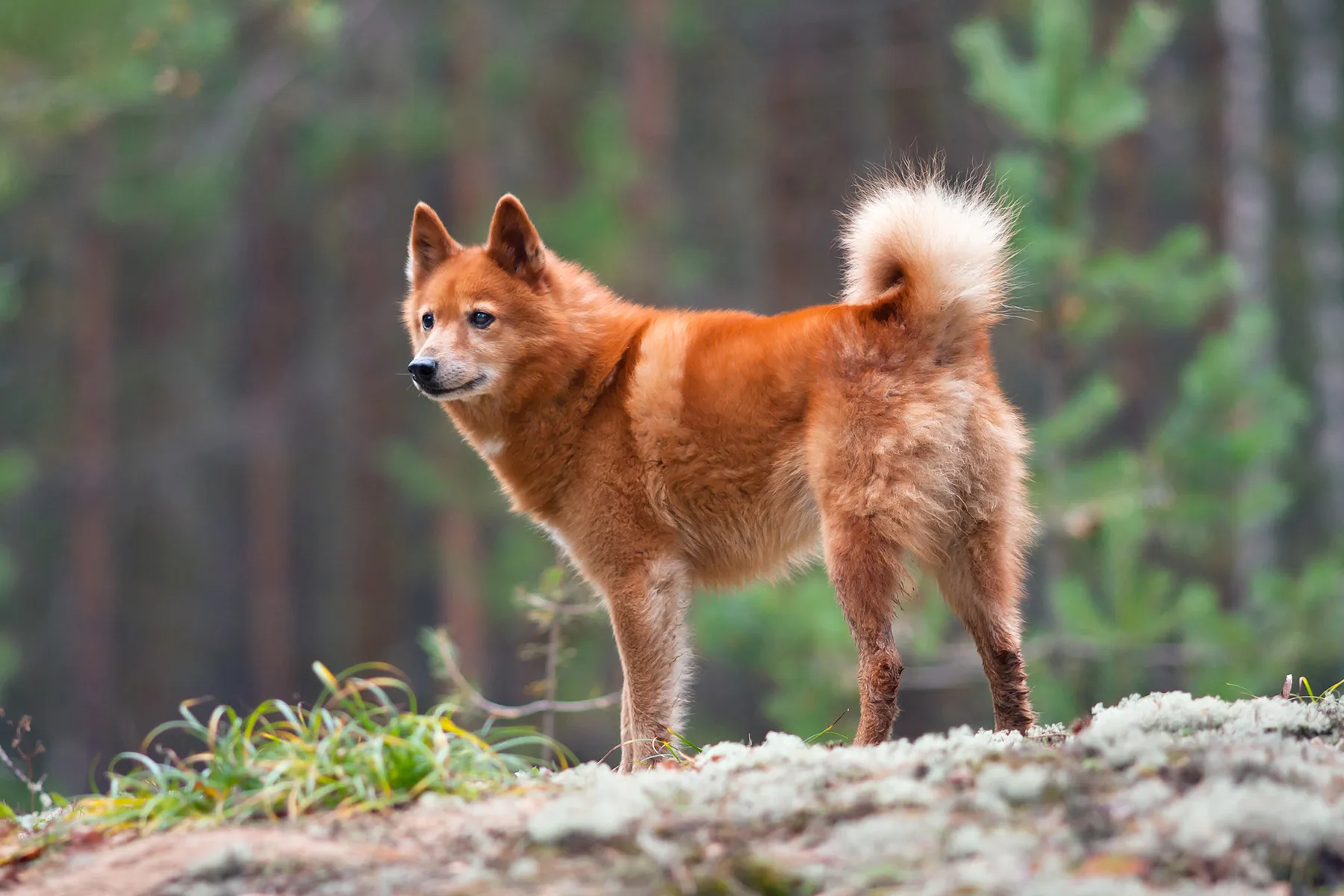 Finnish Spitz: What to Know