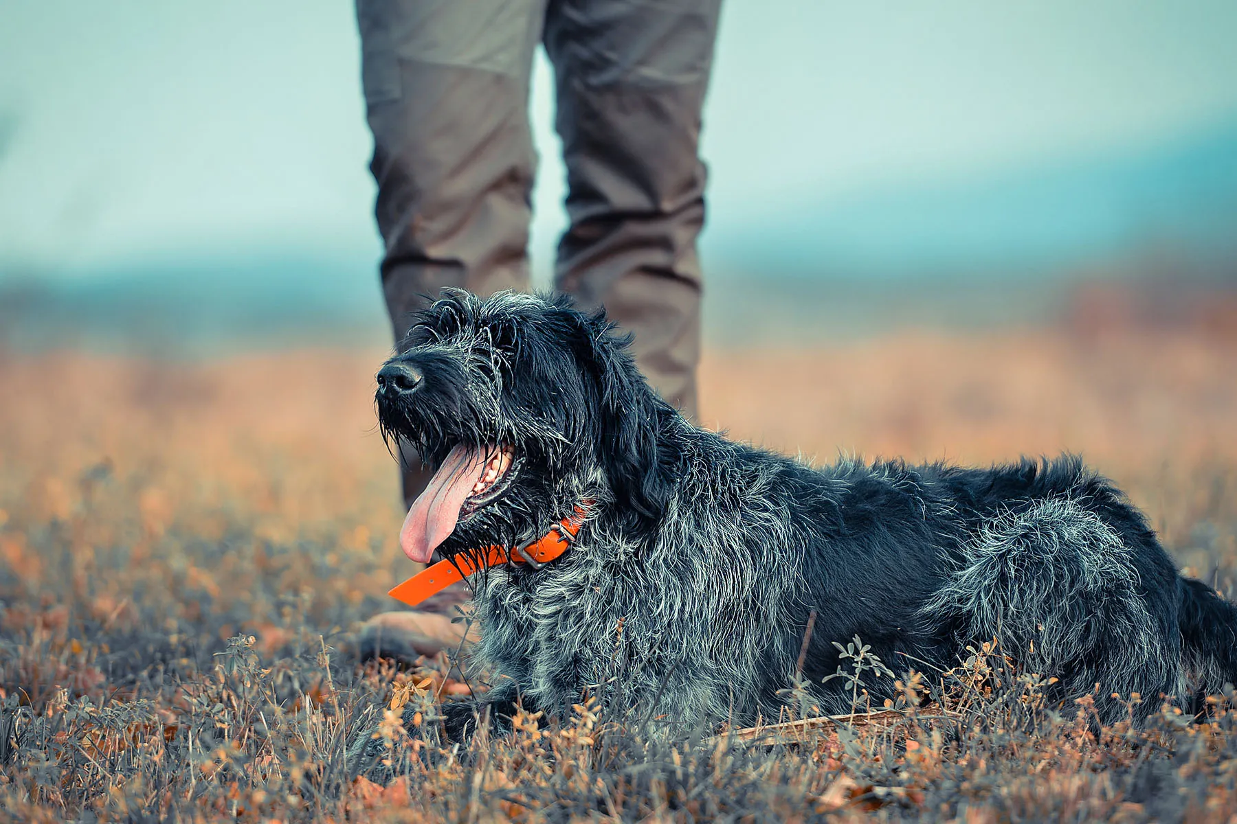 Is a German Wirehaired Pointer the Right Dog for You?