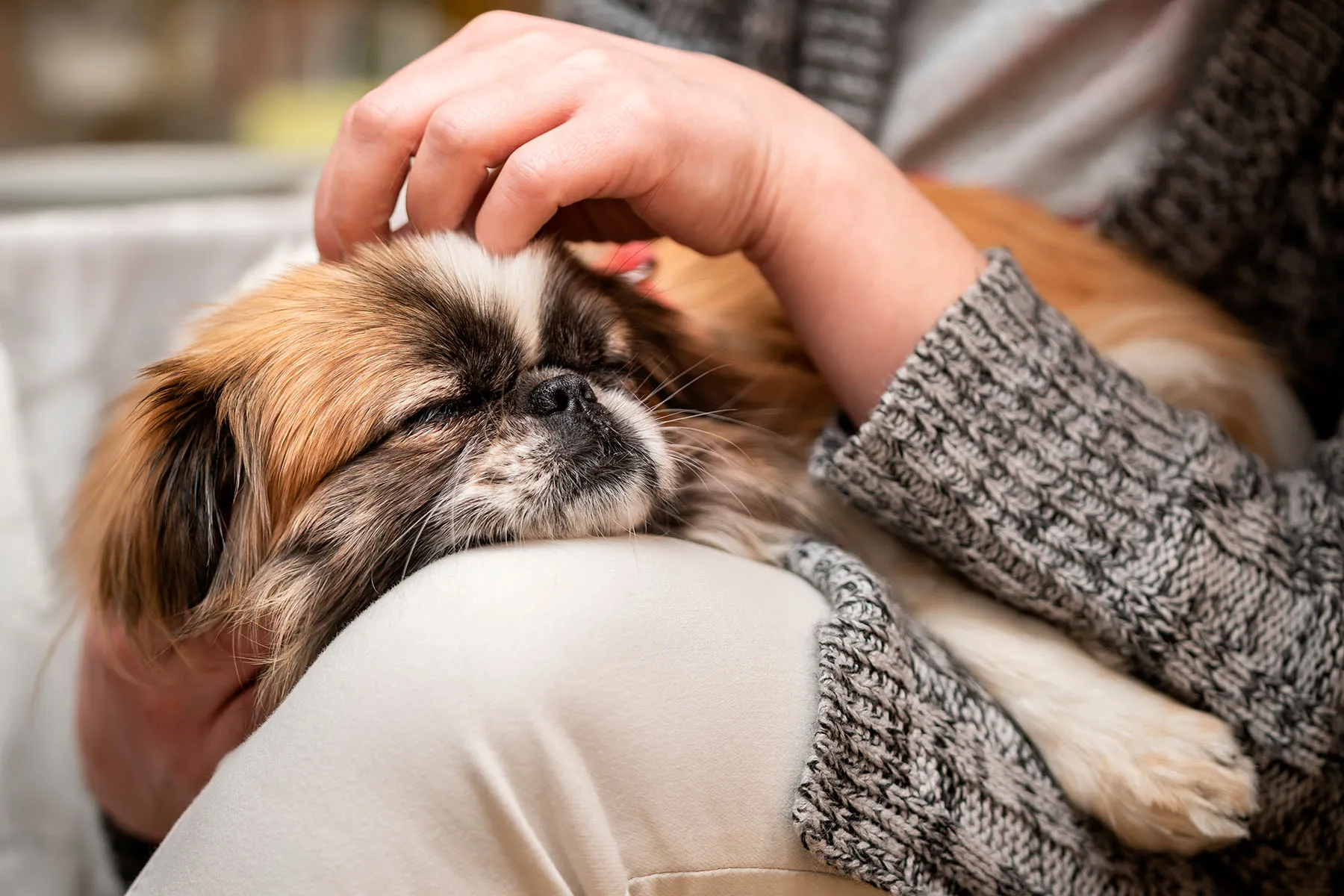 All About Pekingese